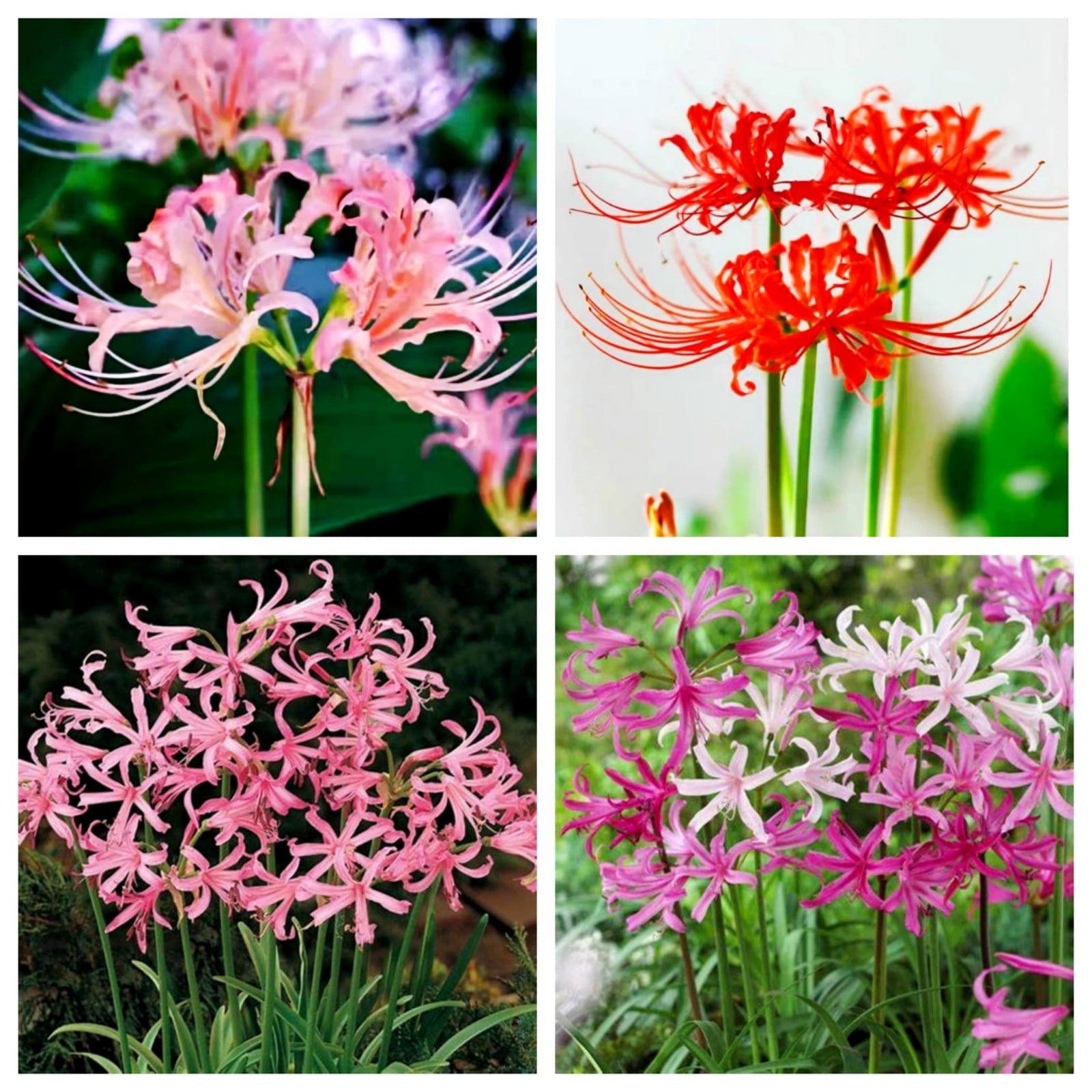 Garden decoration（lycoris radiata）- Professional Planting - Walmart.com