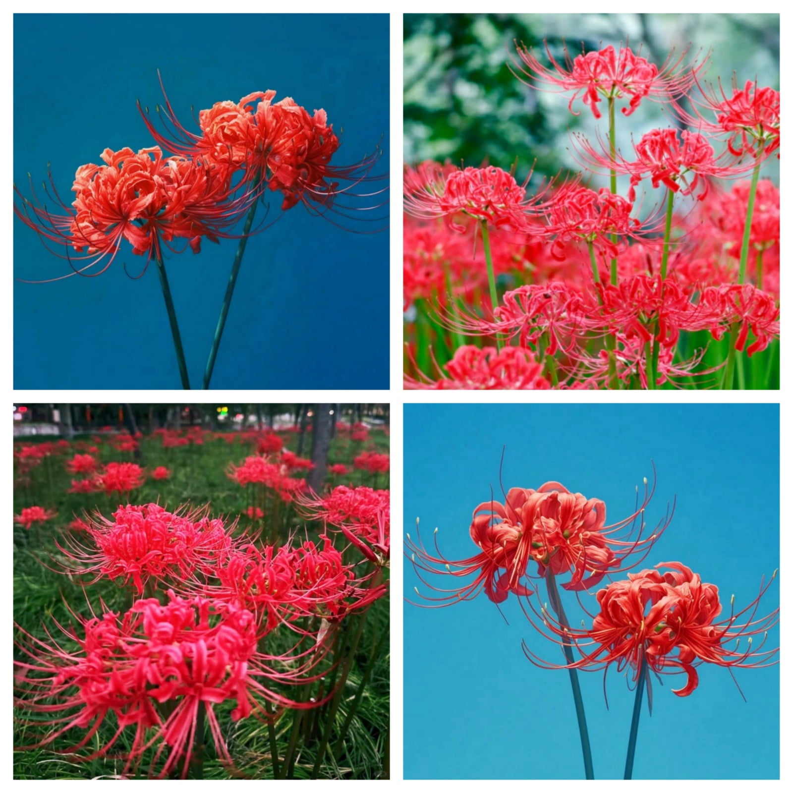 Garden decoration（lycoris radiata）- Professional Planting - Walmart.com