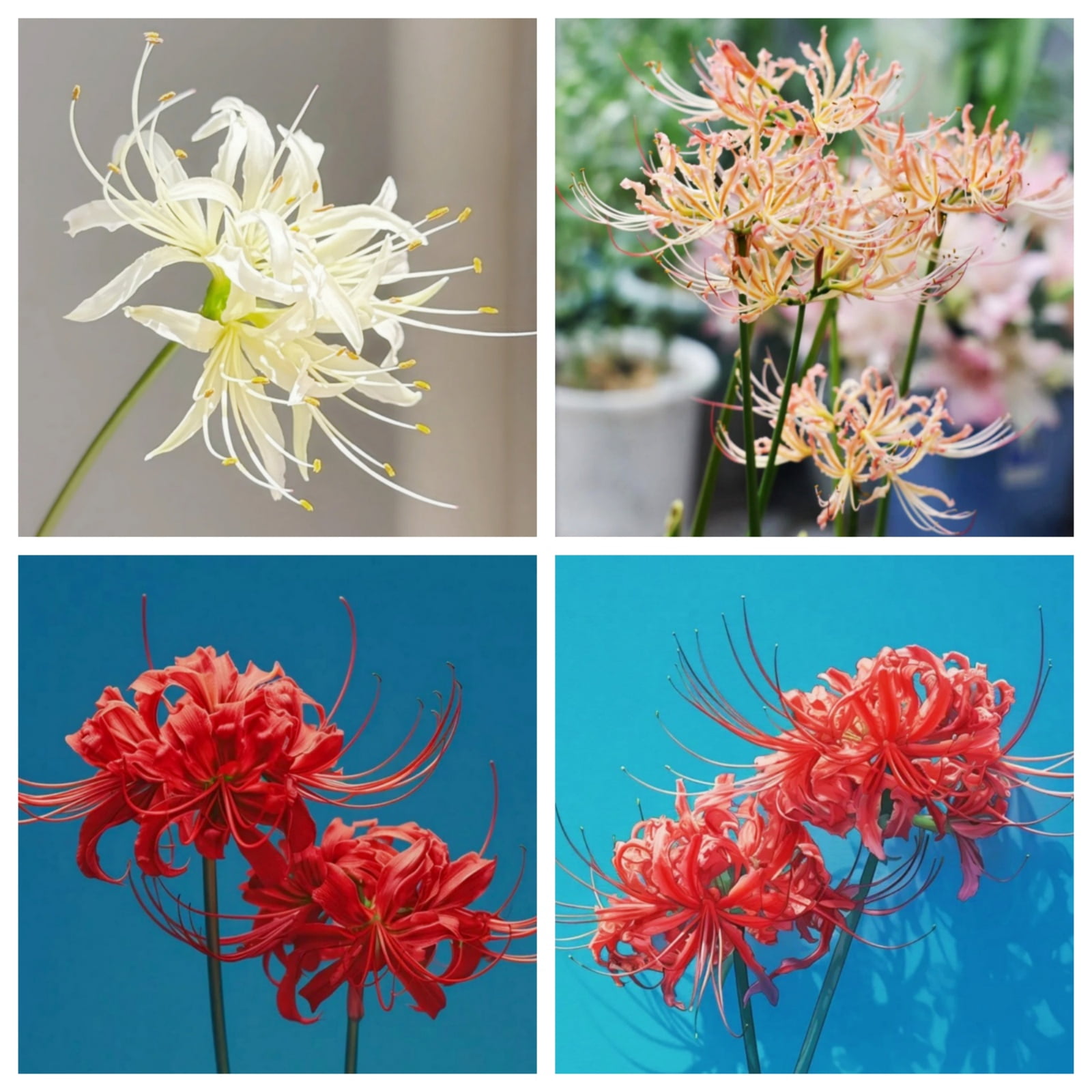 Garden decoration（lycoris radiata）- Professional Planting - Walmart.com