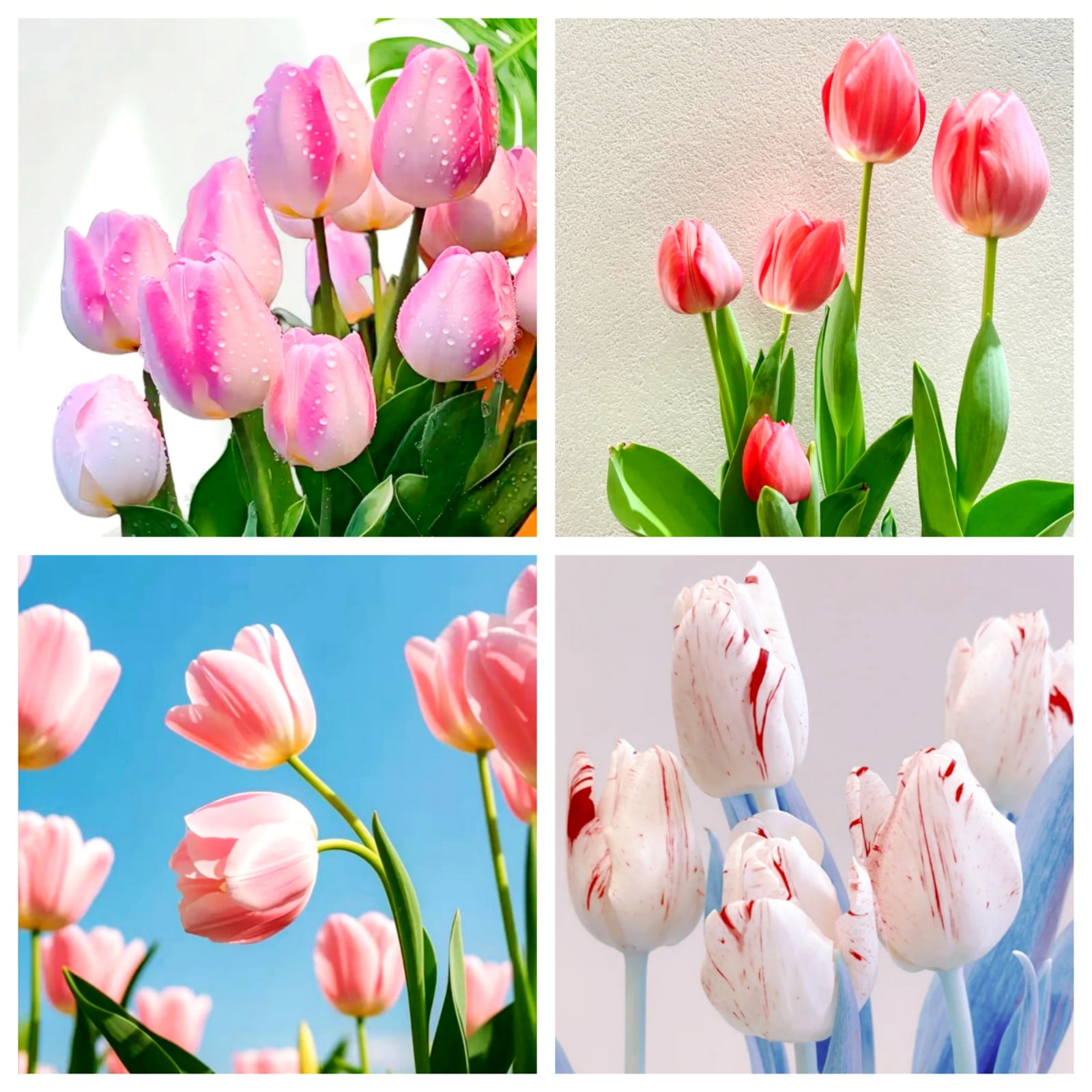 Garden decoration(tulip)- Simple to Grow - Walmart.com