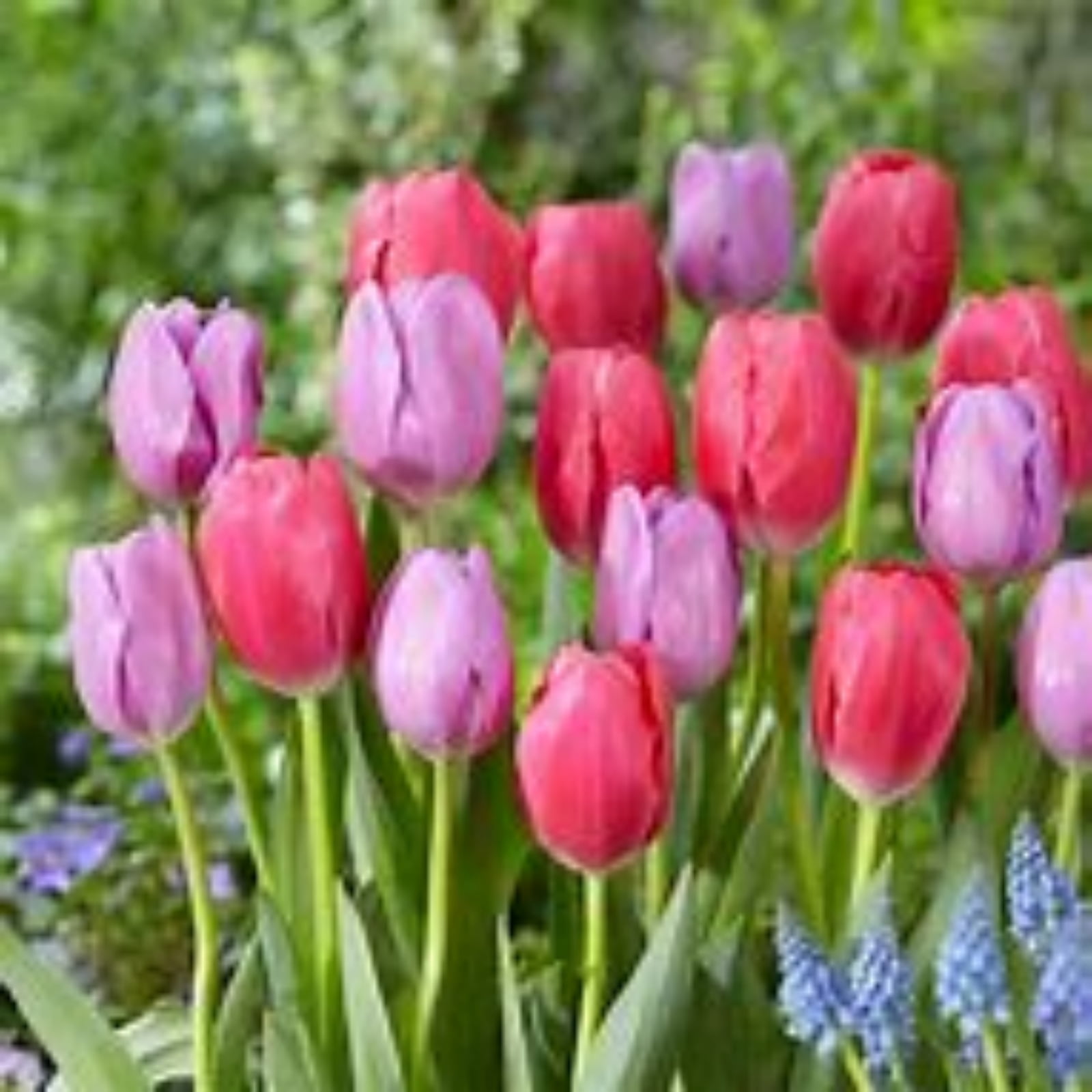 Garden for Planting,Tulip bulk,Tulip flower seeds - Walmart.com