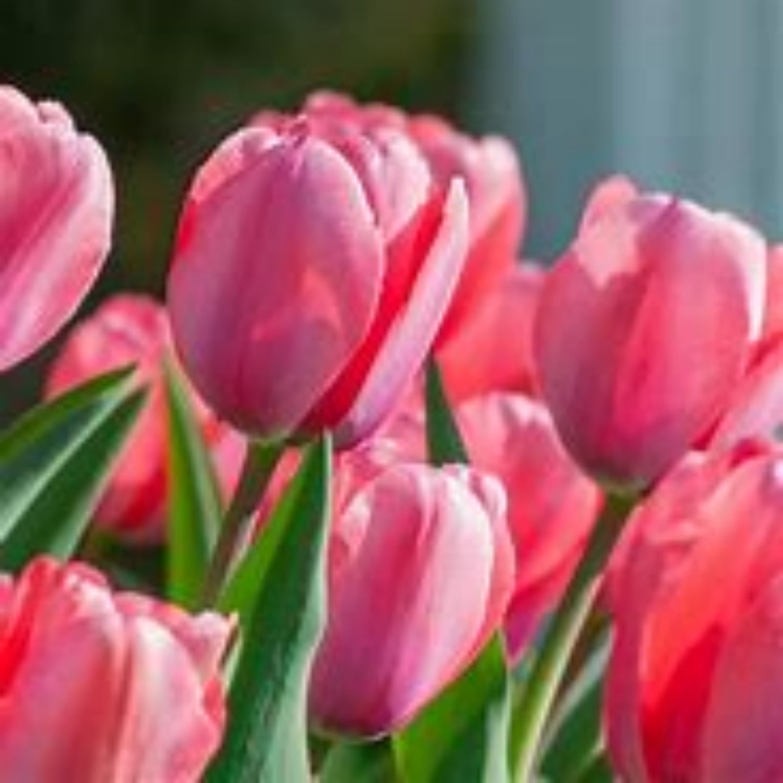 Garden for Planting,Tulip bulk,Tulip flower seeds - Walmart.com