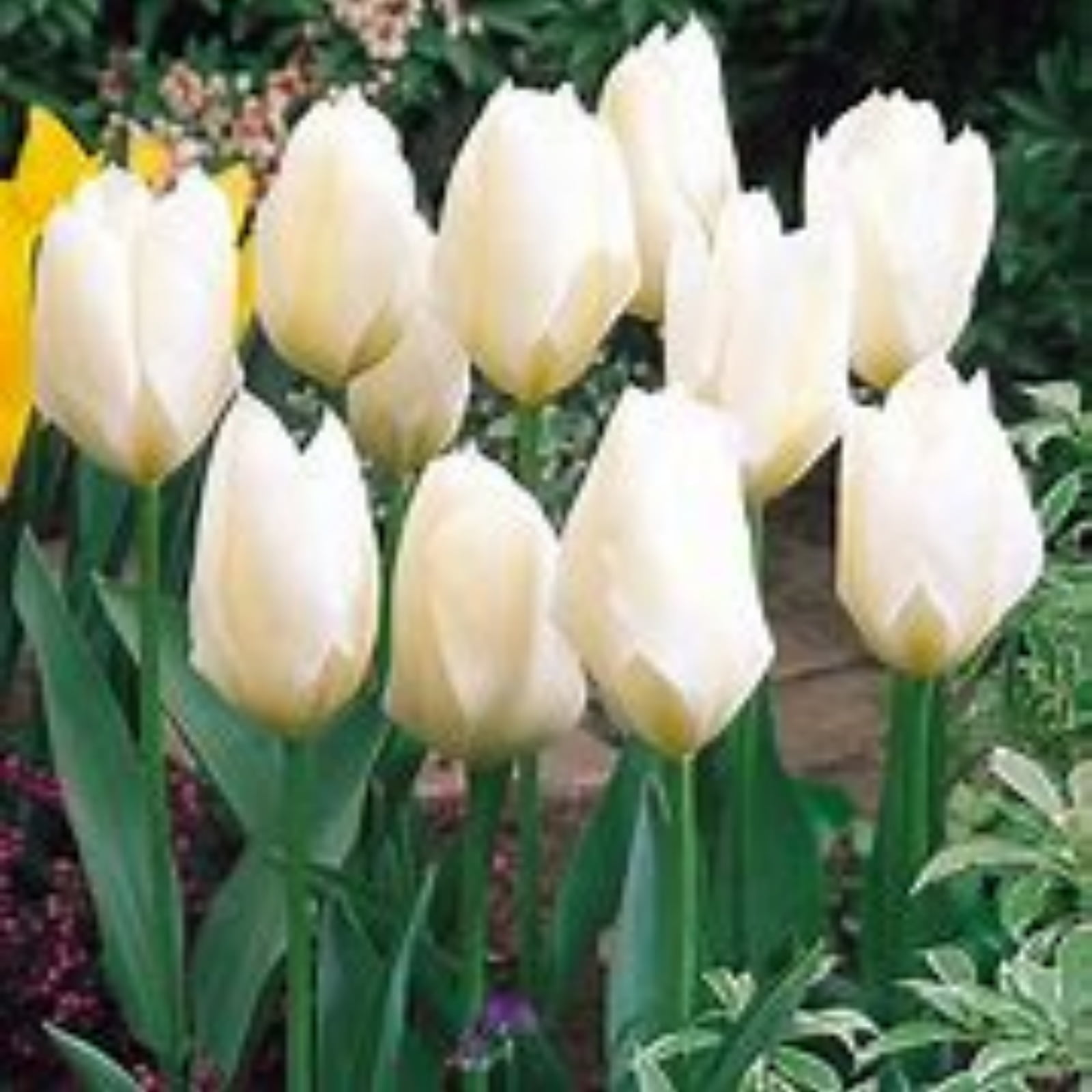 Garden for Planting,Tulip bulk,Tulip flower seeds - Walmart.com