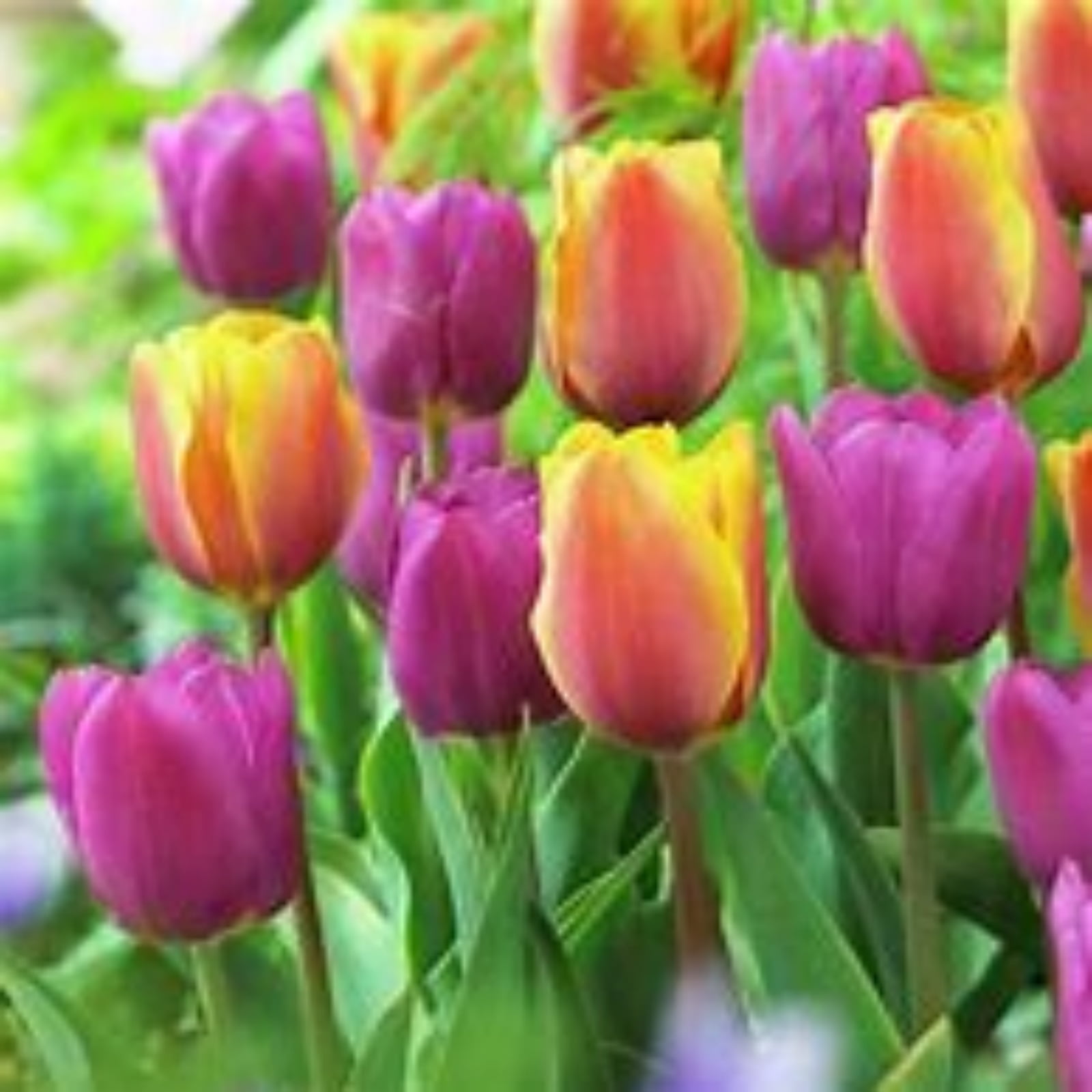 Garden for Planting,Tulip bulk,Tulip flower seeds - Walmart.com