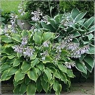 Garden for planting,Hostas rhizomes,Flowers bloom in summer,Hostas ...