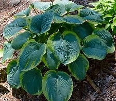 Garden for planting,Hostas rhizomes,Flowers bloom in summer,Hostas ...