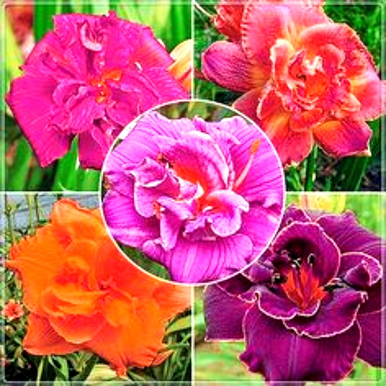 Garden landscape selection – Daylilies are soft in color and have a ...