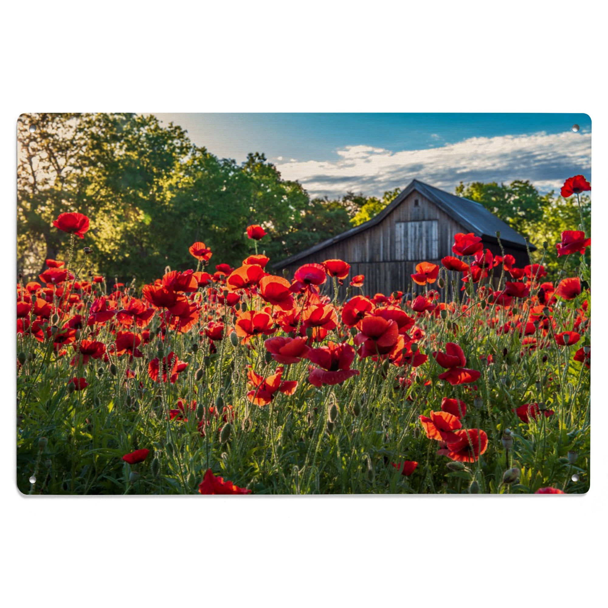 Garden of Red Poppies on a Farm with an Old Wooden Barn Birch Wood Wall ...