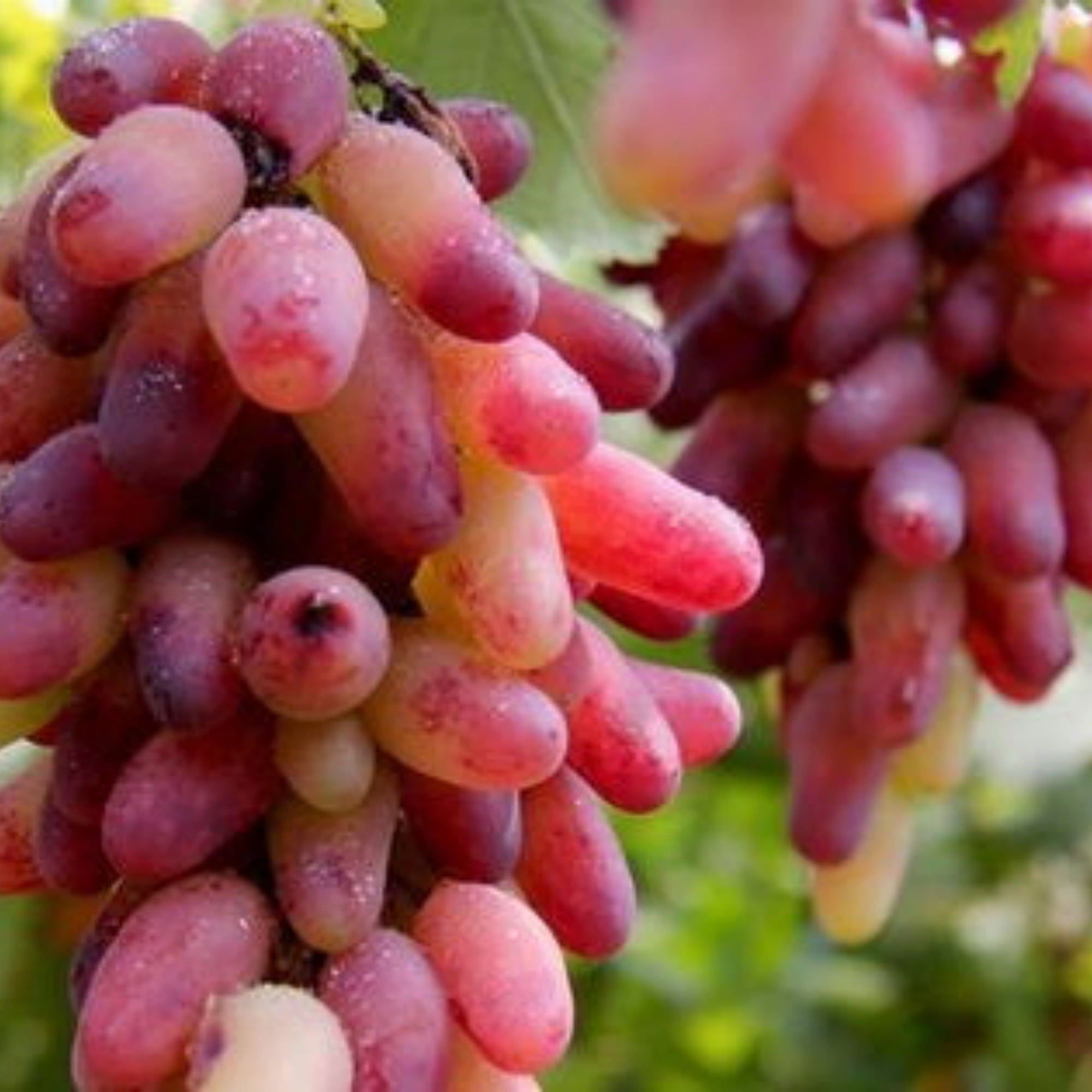 Garden vines – strong climbing ability, lush branches and leaves, can ...