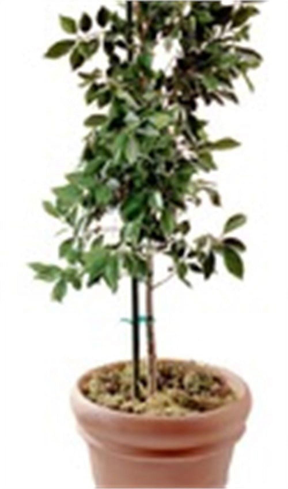 Gardener's Blue Ribbon ST6 Sturdy Stake, 6 ft L, 7/16 in Dia, Steel ...