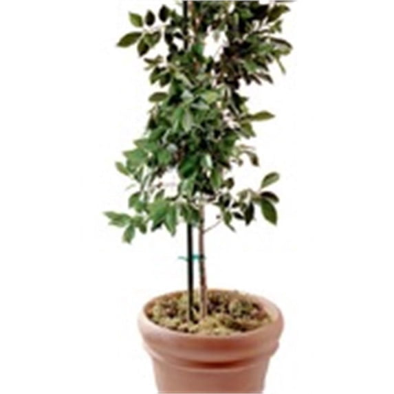 Gardener's Blue Ribbon ST6 Sturdy Stake, 6 ft L, 7/16 in Dia, Steel ...