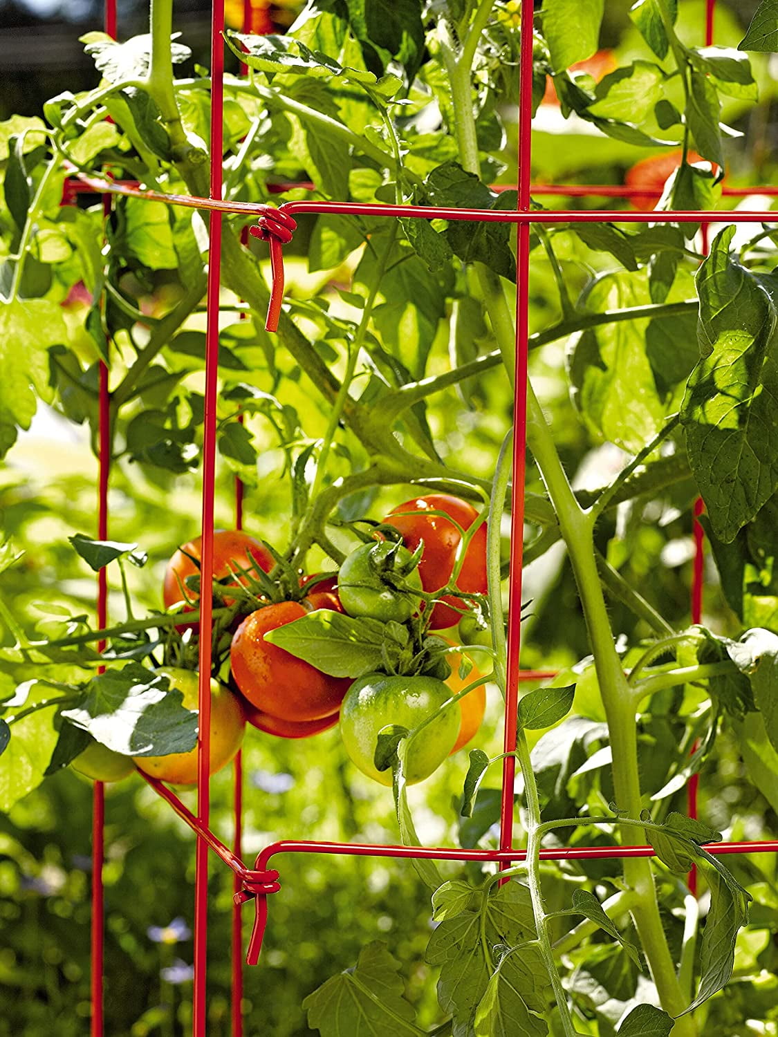 Gardener’s Supply Company Extra Tall Heavy-Guage Square Tomato Cages ...