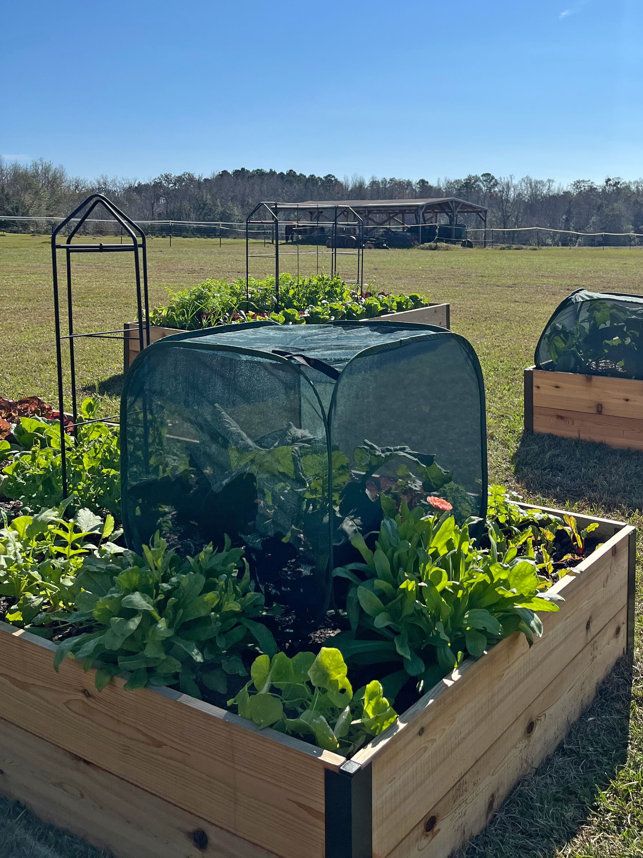 Gardener's Supply Company Pop up pest Protection 2X2 - Walmart Business ...