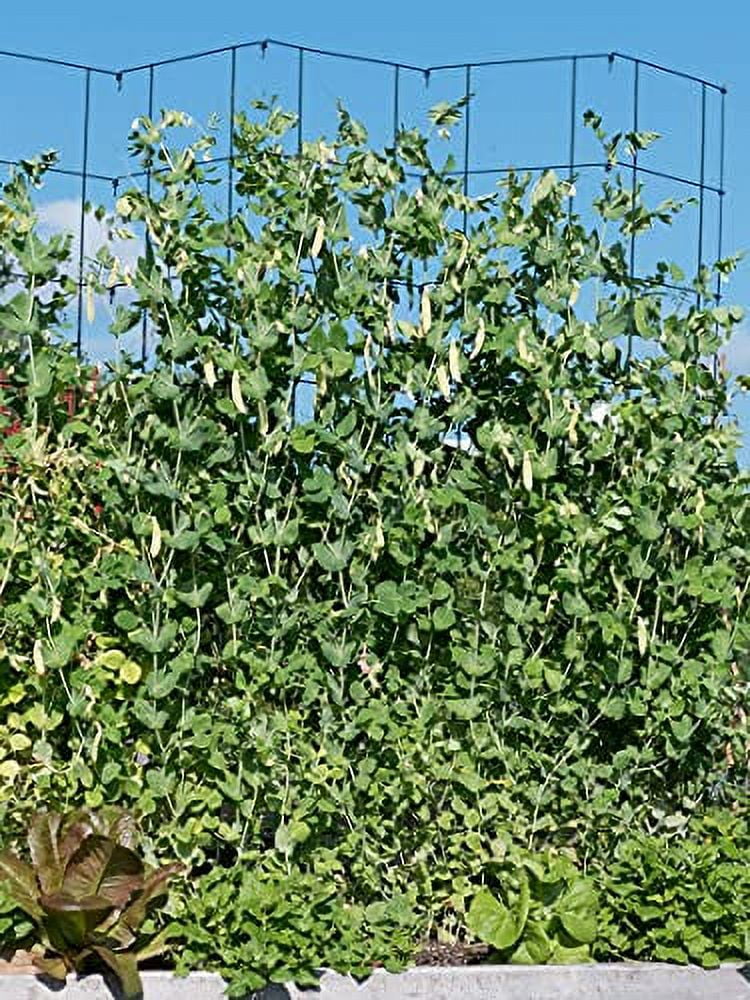 Gardener's Supply Company Sturdy Expandable Pea Trellis for Climbing ...