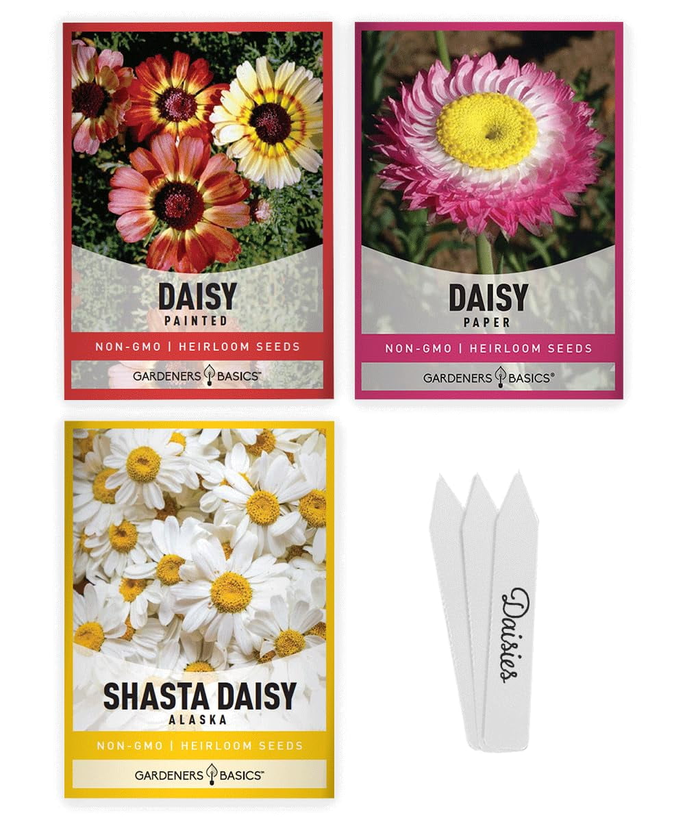 Gardeners Basics, Daisy FEV6 for Planting Outdoors Flower (3 Variety ...