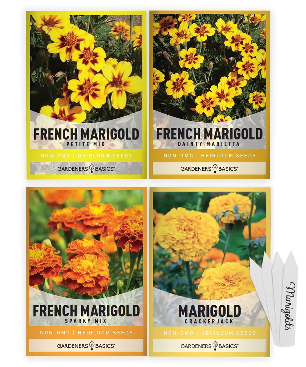 Gardeners Basics, Marigold Seeds for Planting Outdoors (4 Variety Pack ...