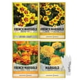Gardeners Basics, Marigold Seeds for Planting Outdoors (4 Variety Pack ...