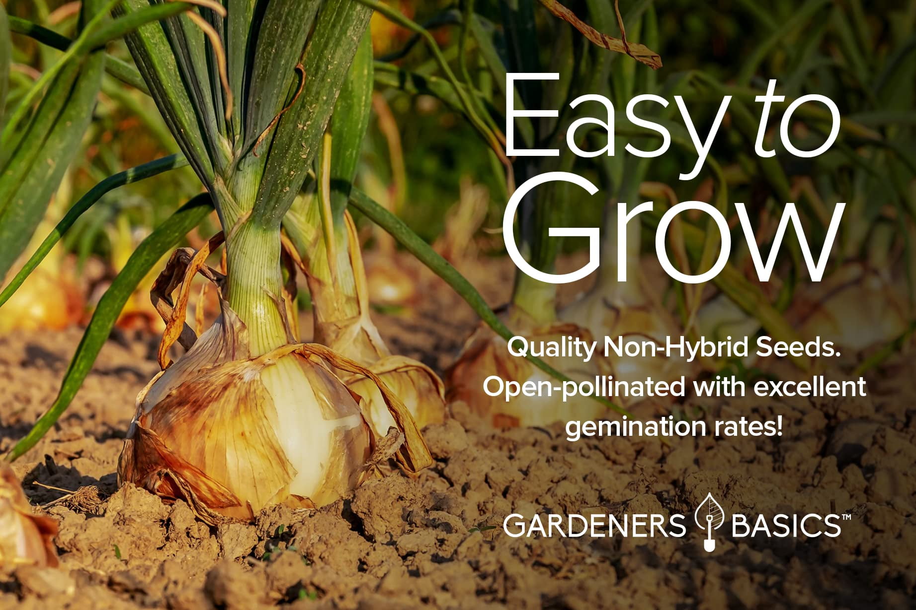 Gardeners Basics, Onion AJH3 Seeds for Planting - 8 Long and Short Day ...