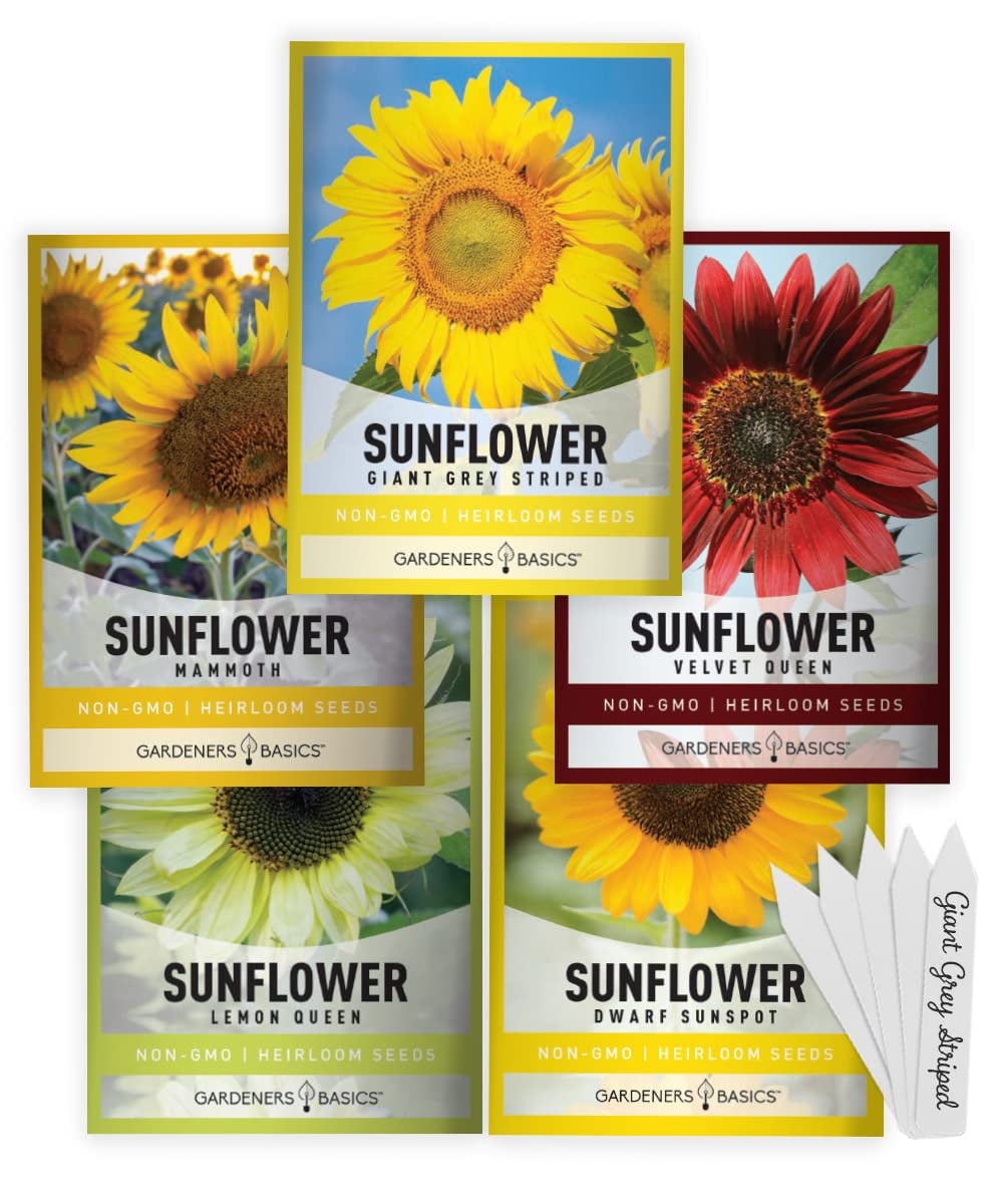 Gardeners Basics, Sunflower FEV6 Seeds for Planting Flowers (5 Mix ...