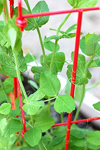 Gardeners Supply Company Sturdy Expandable Tall Pea Trellis for ...