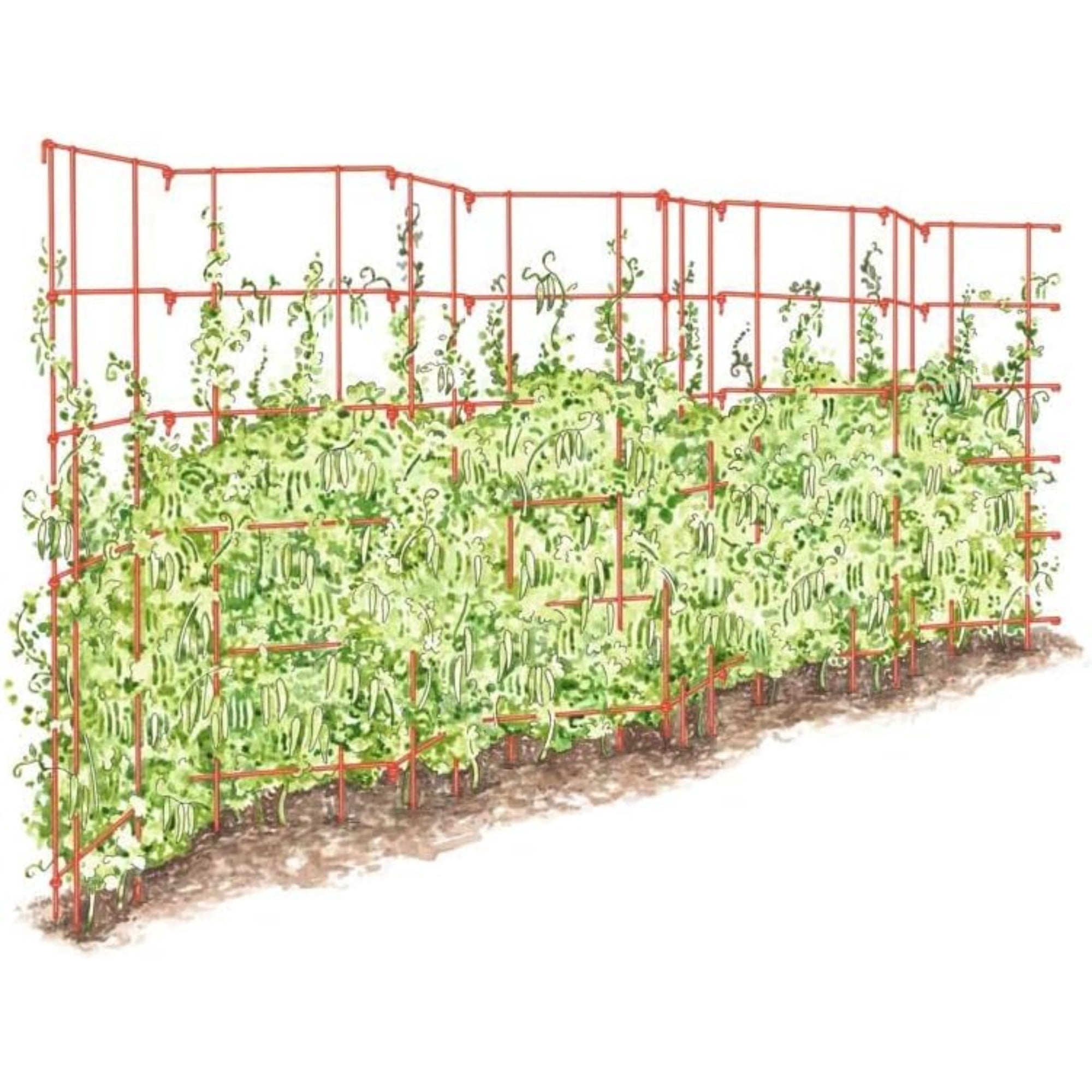 Sturdy Expandable Tall Pea Trellis for Climbing Plants | Multi-Use ...