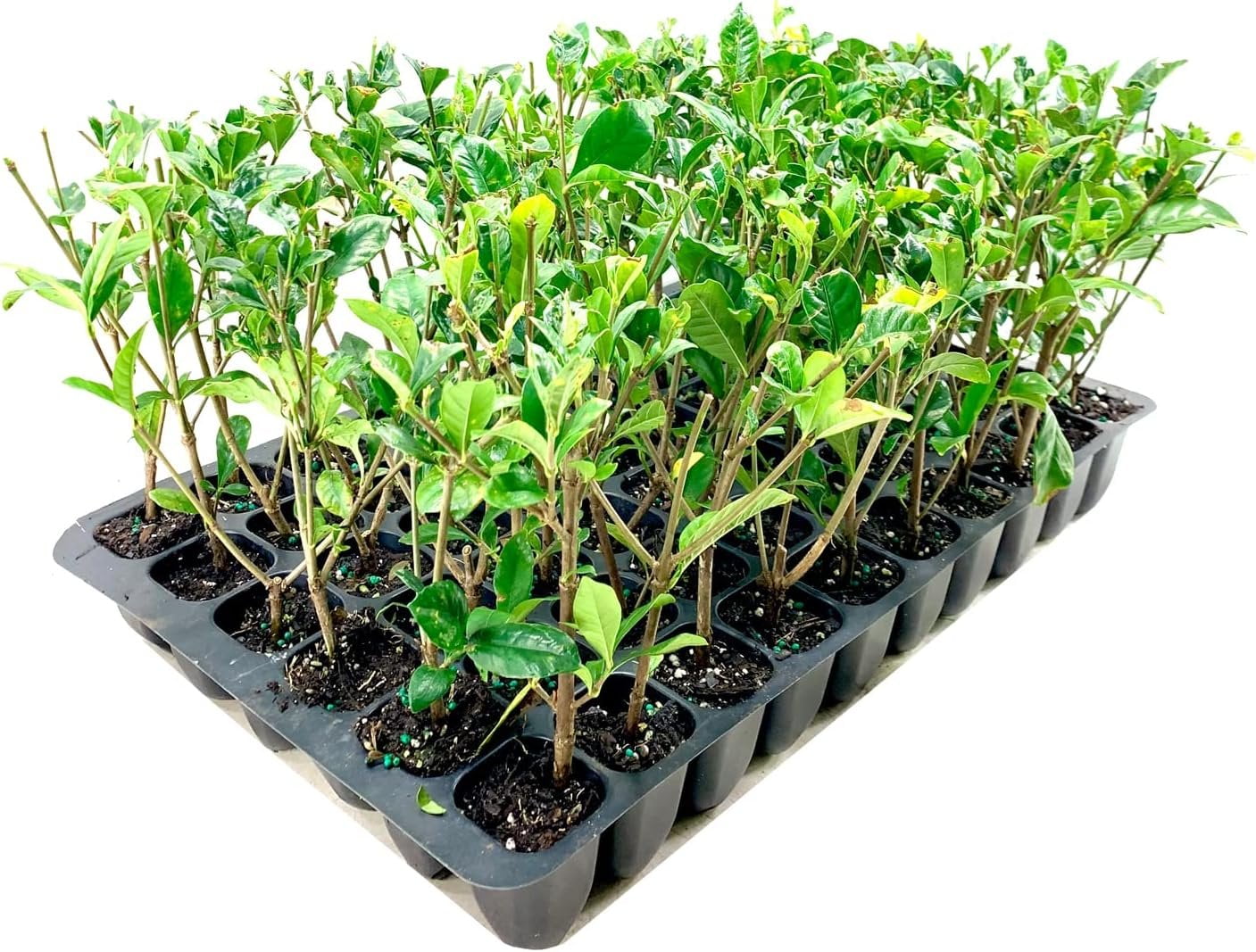 Gardenia Belmont 3 Live Plants Jasminoides Cape Jasmine Fragrant ...