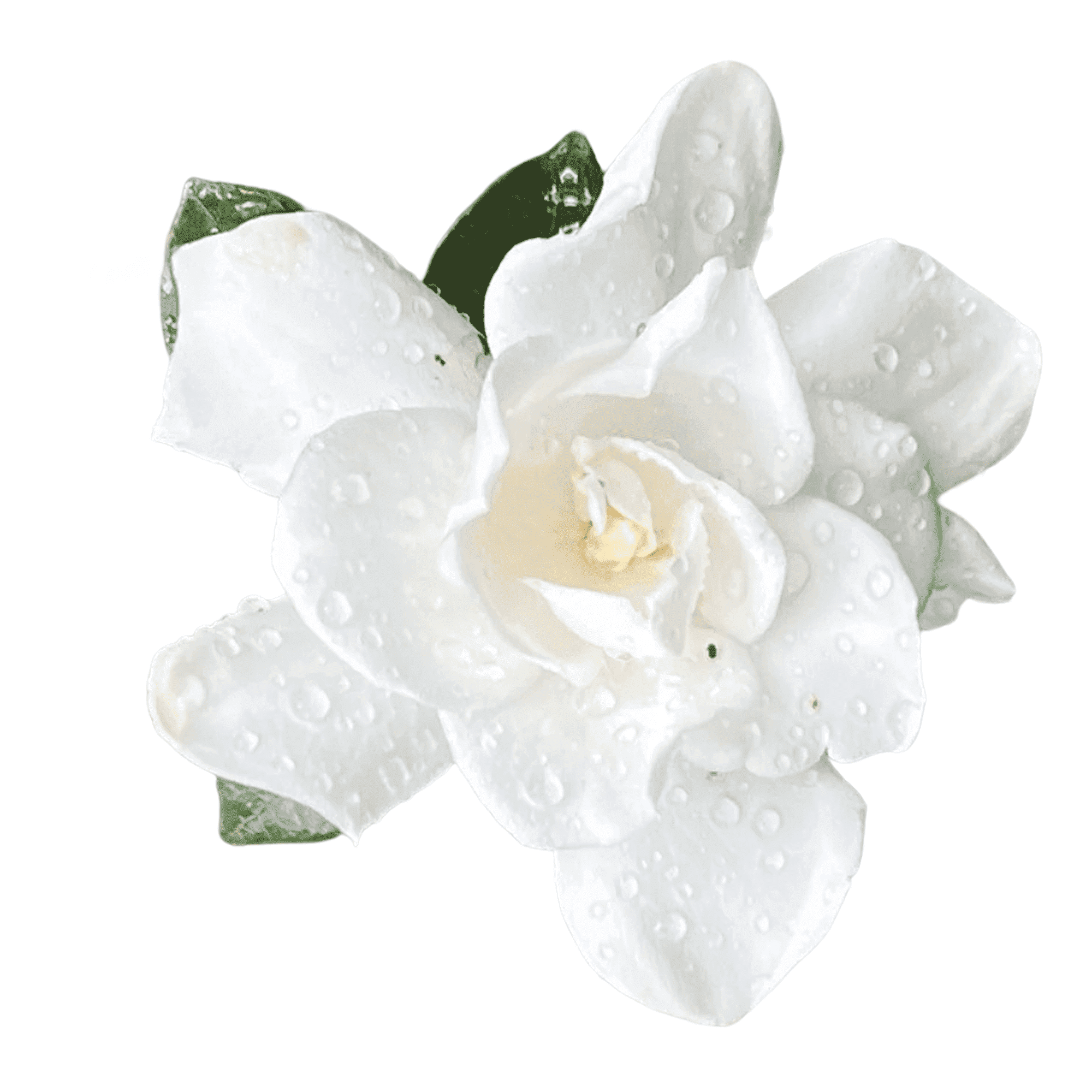 Gardenia Cold Hardy Live Shrubs, Double White Blooms, Evergreen ...