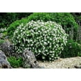 Gardenia Dwarf Radicans | Large Gallon Size Plants | Fragrant Blooming ...