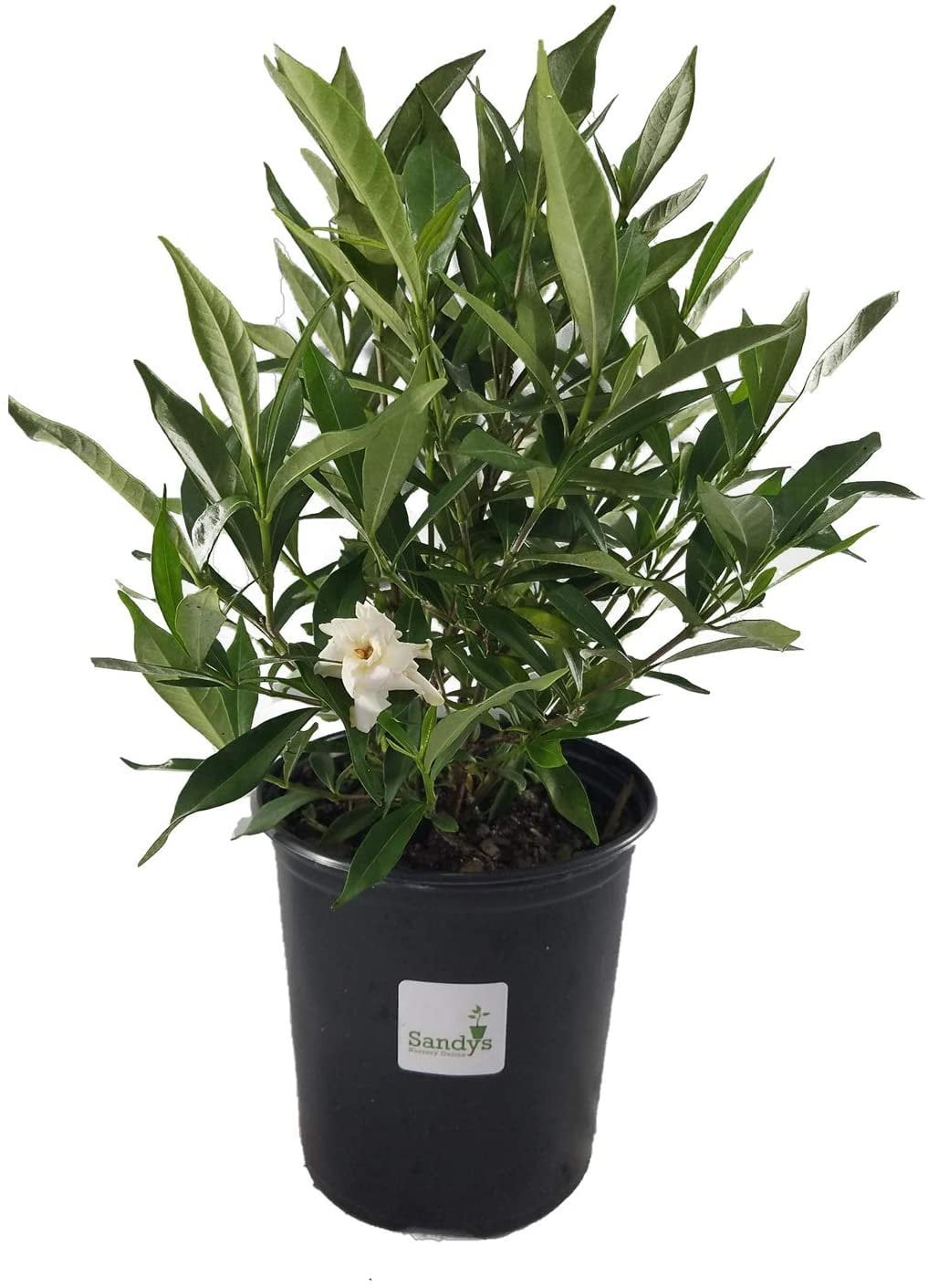 Gardenia, Frost Proof White Flower, Gallon Pot - Walmart.com