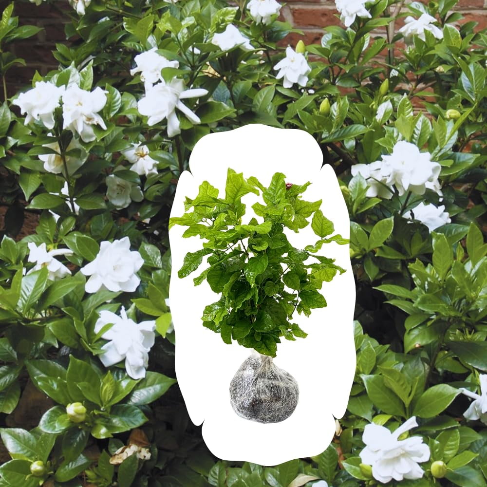 Gardenia Jasmine Plants Live, 2 Well Rooted, No Pot, Frost Proof Gardenia Plants, Live Cape ...