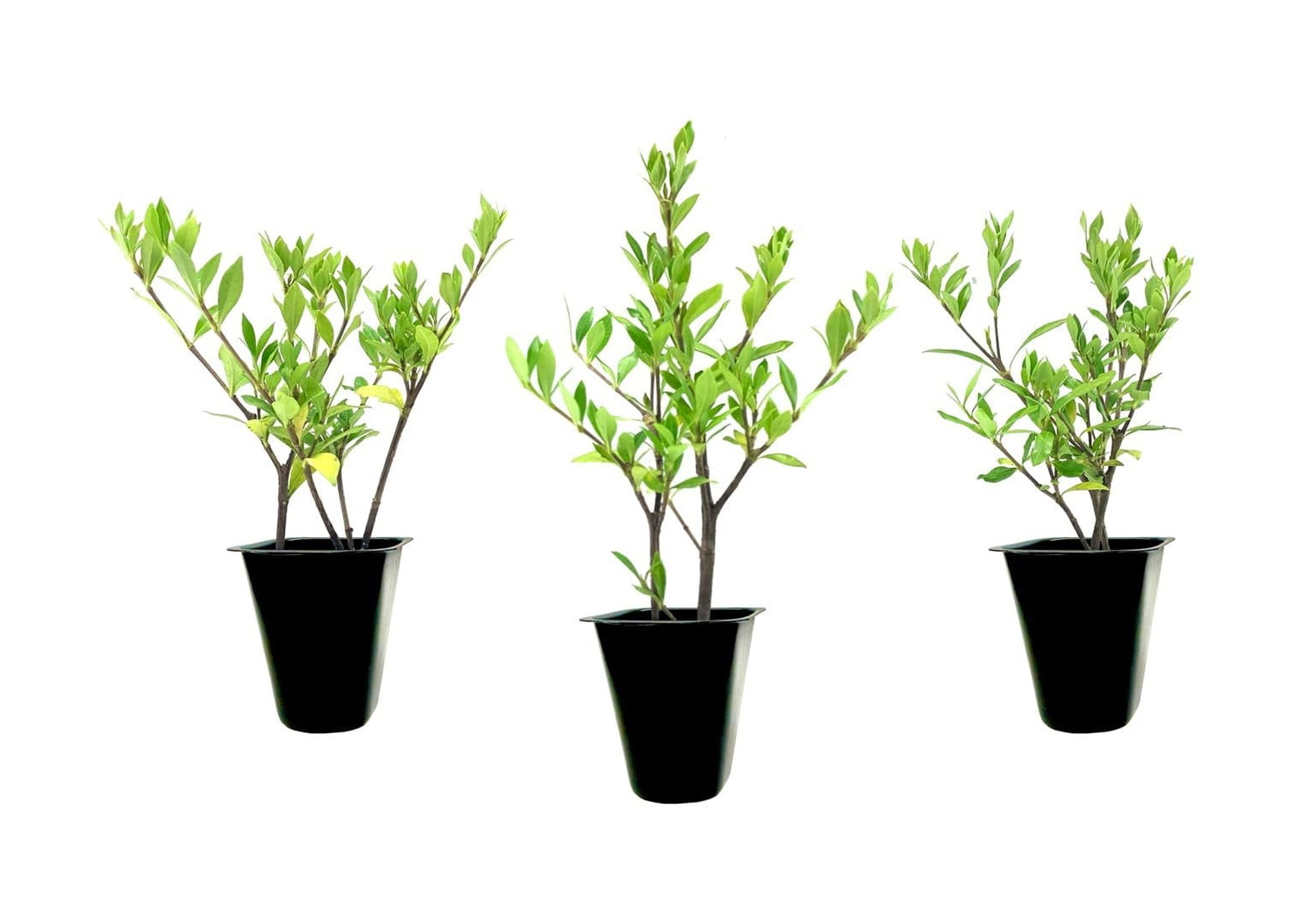 Gardenia Radicans Dwarf 20 Live Plants Fragrant Blooming Shrub Gardenia ...
