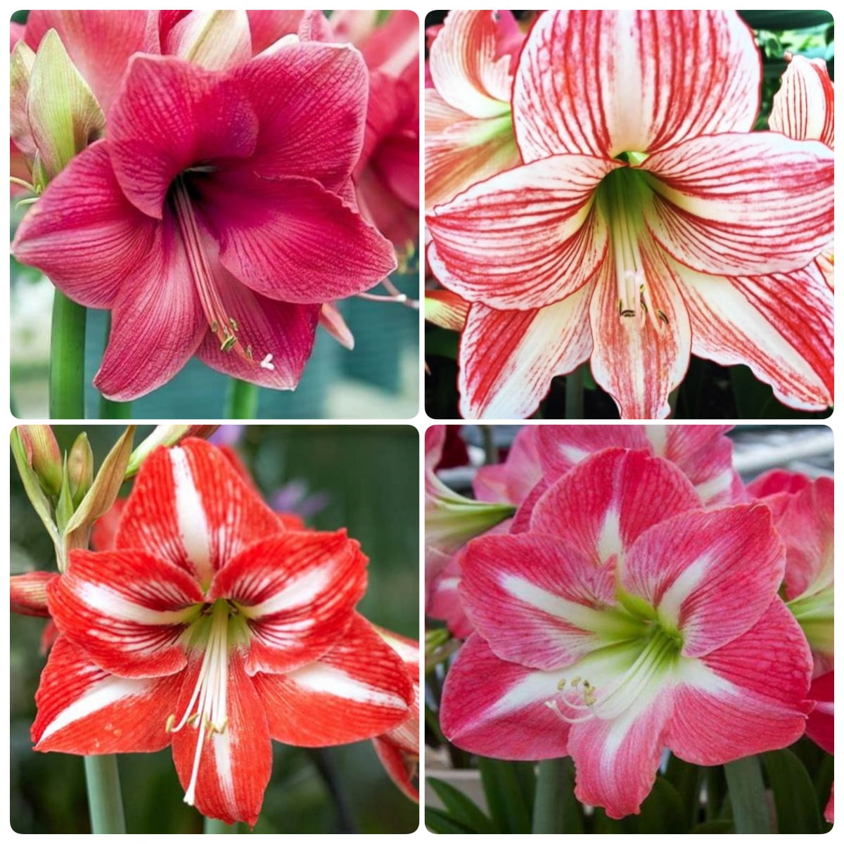 Gardening，Amaryllis Bulbs，Home Garden Decoration - Walmart.com