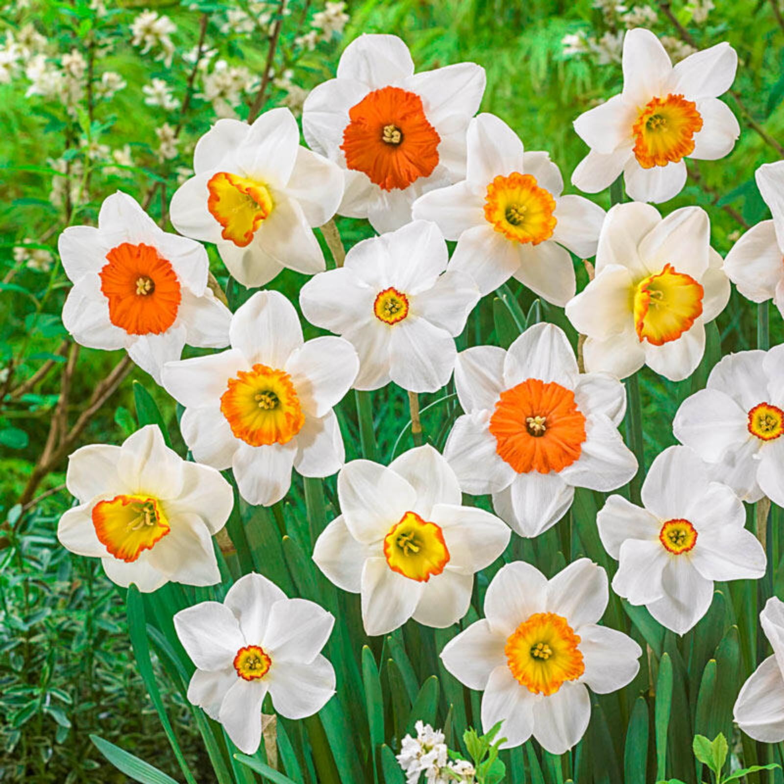 Gardening And Planting, Daffodil, Attracting Butterflies And ...