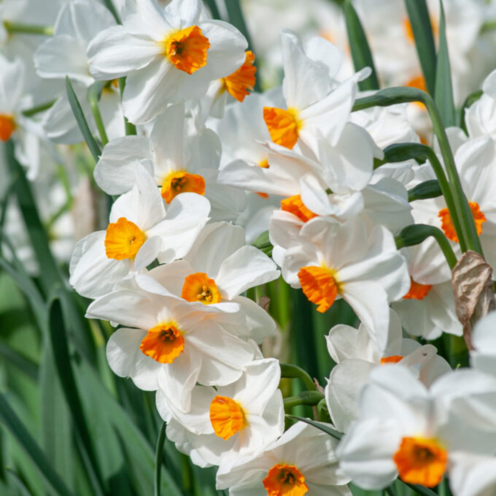 Gardening And Planting, Daffodil, Attracting Butterflies And ...