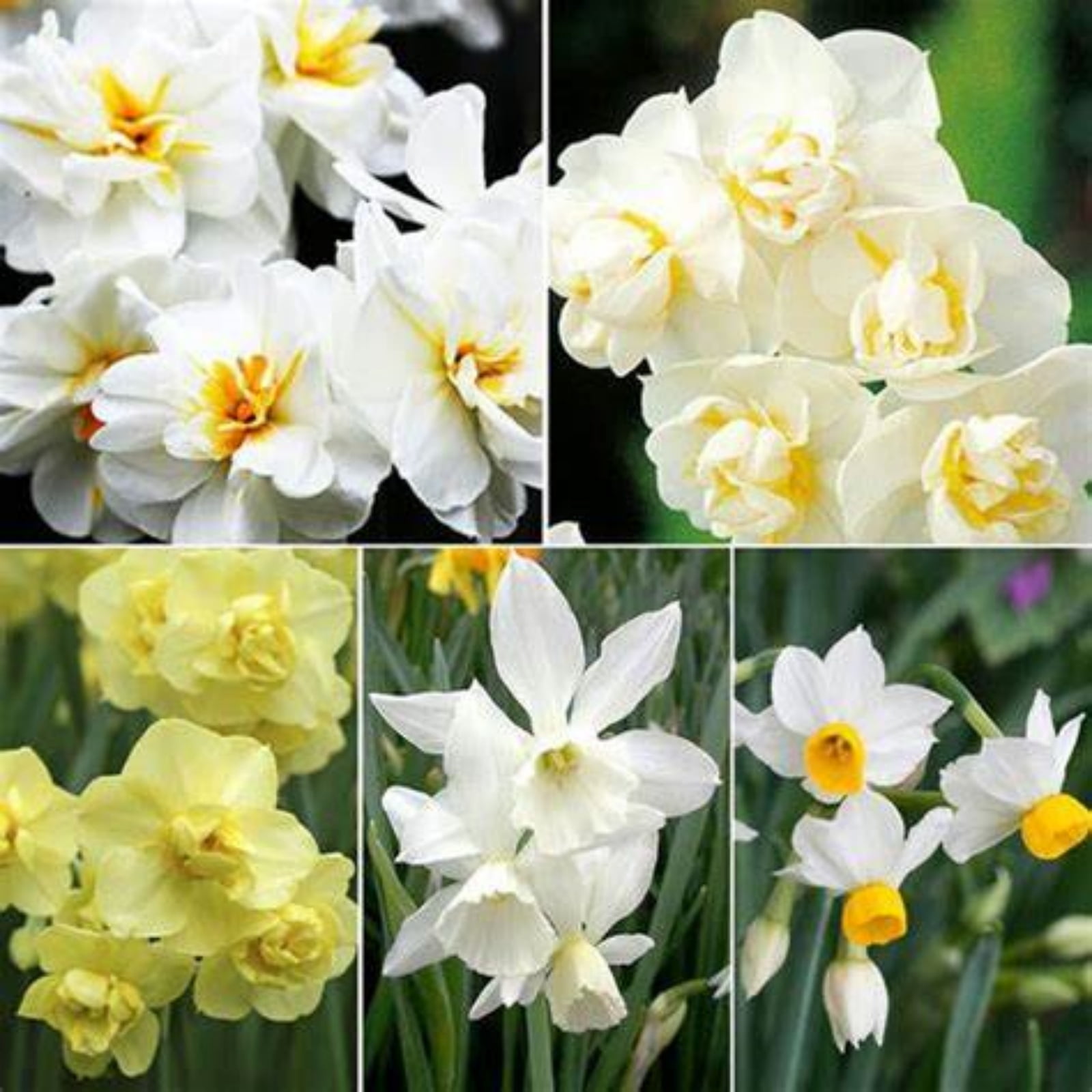 Gardening And Planting, Daffodil, Attracting Butterflies And ...