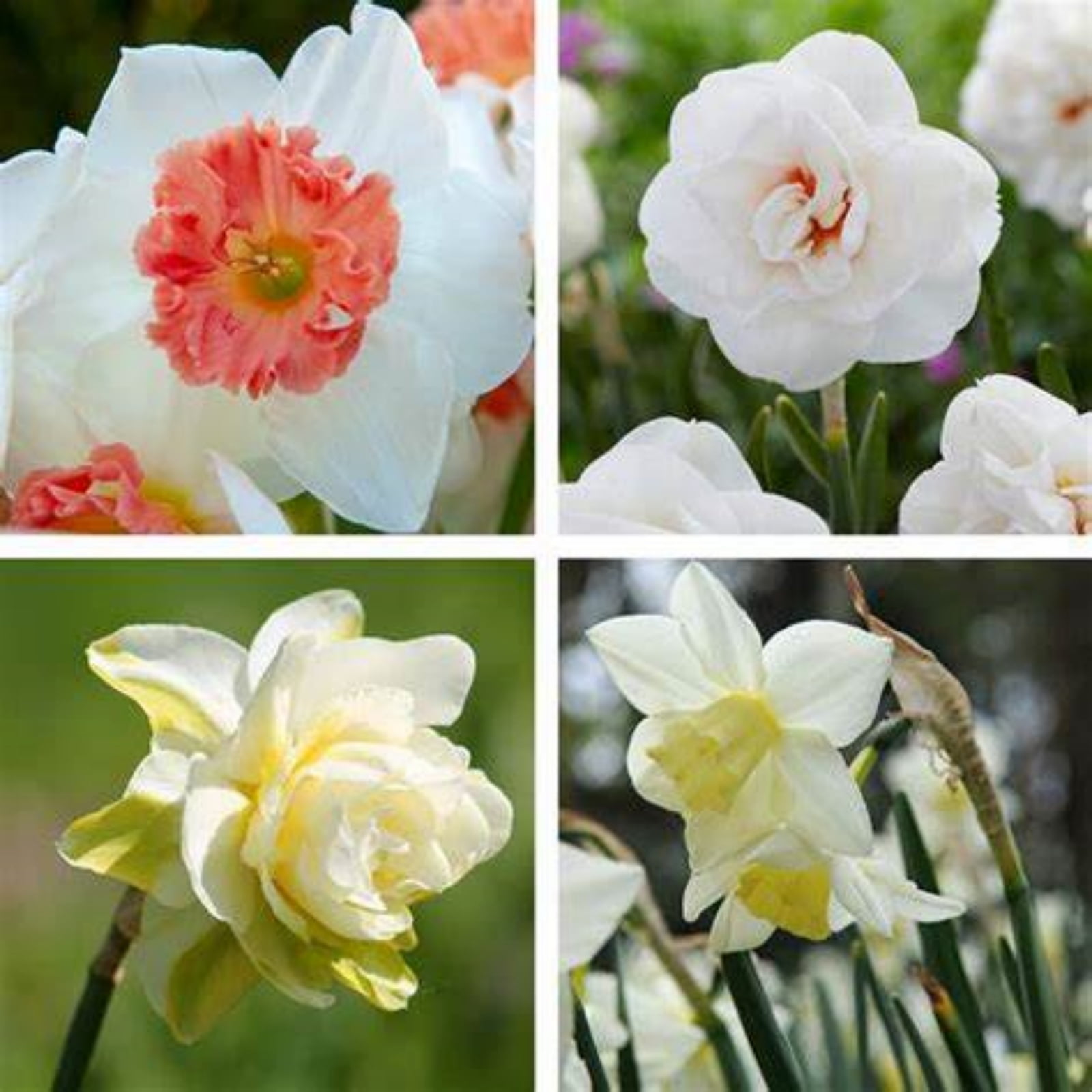 Gardening And Planting, Daffodil, Attracting Butterflies And ...
