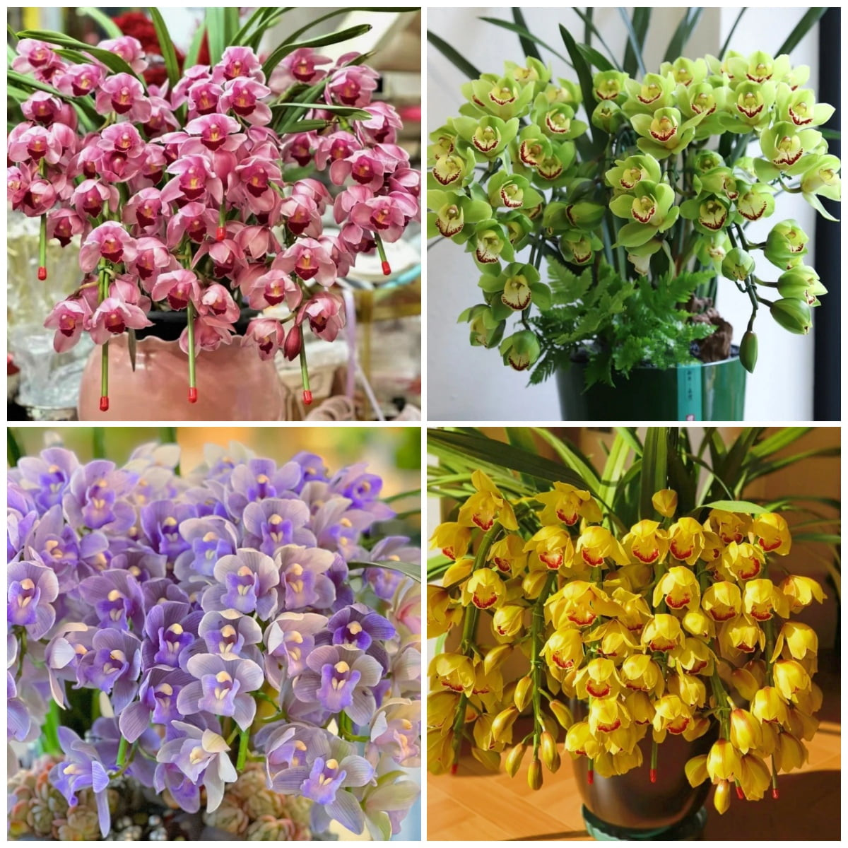 Gardening，Cymbidium Bulbs，Vibrant Floral Display，Home Garden Decoration ...