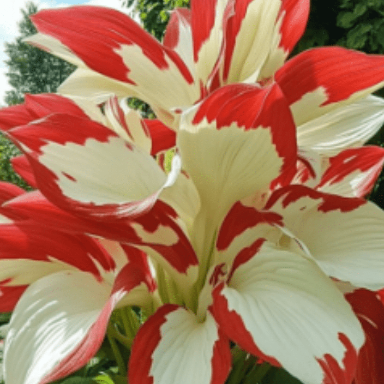 Gardening Decoration-Hosta planting-Beautiful environment - Walmart.com