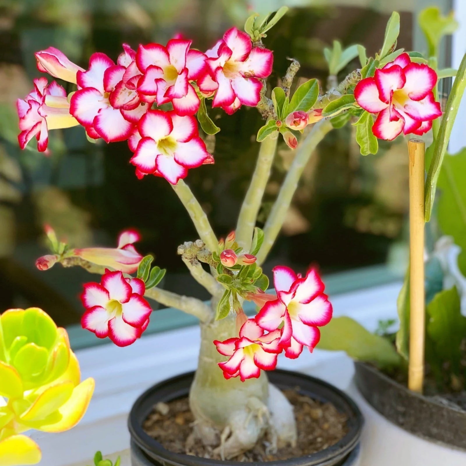 Gardening---Desert Rose Bulbs---Home Garden Decoration - Walmart.com