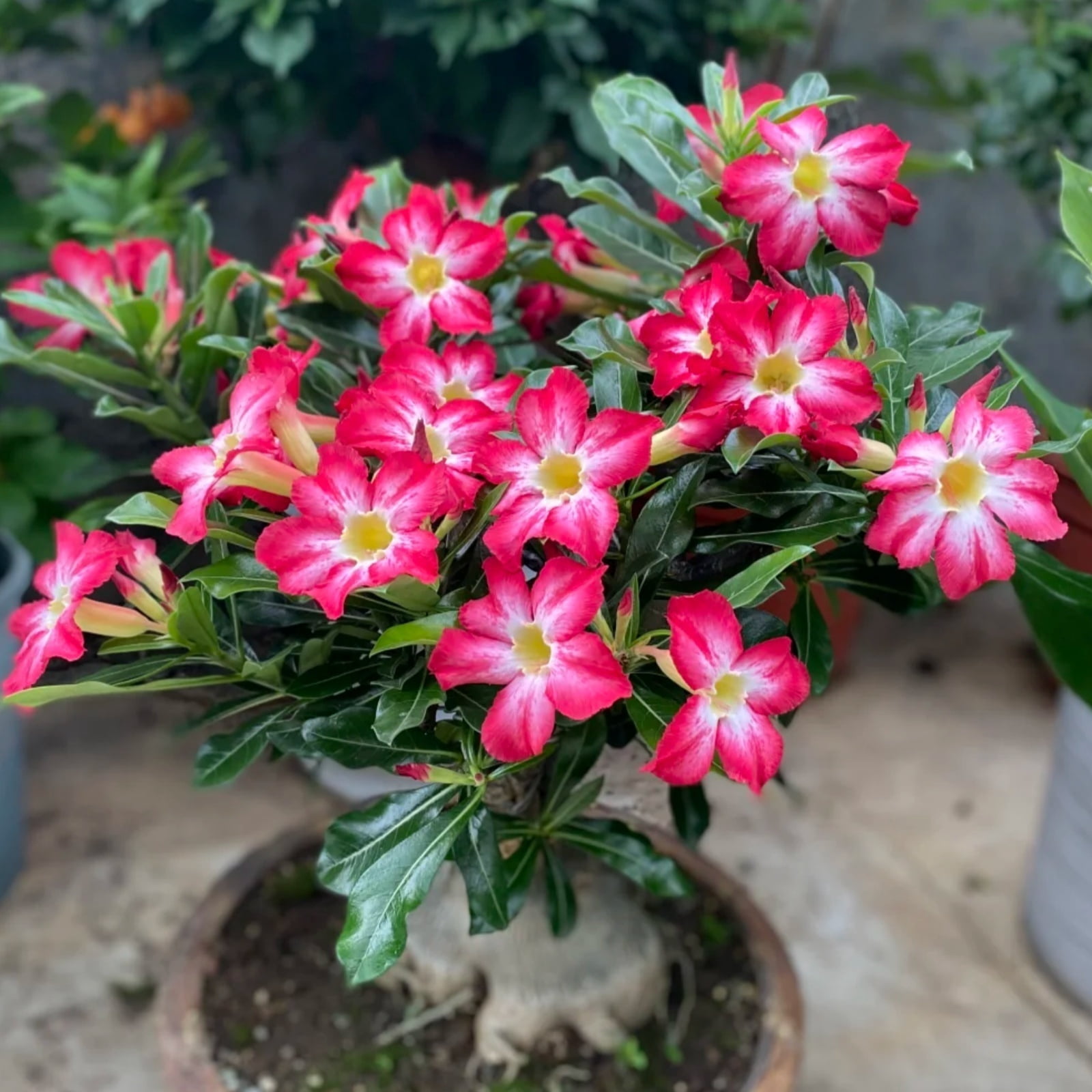 Easy Grow Desert Rose Desert Rose Plant Lighting Desert Rose Planting ...