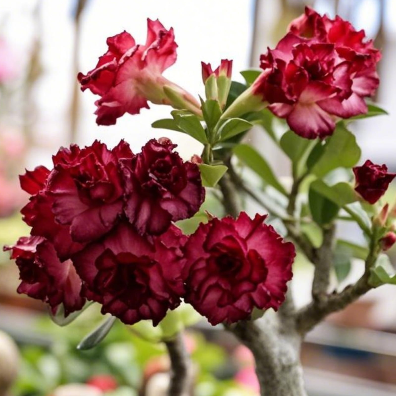 Gardening---Desert Rose Bulbs---Home Garden Decoration - Walmart.com