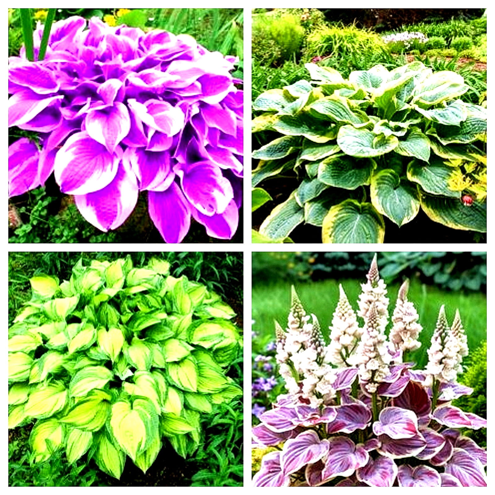 Gardening Essential Hosta Bulbs – Fast Growing for Beautiful Shade ...