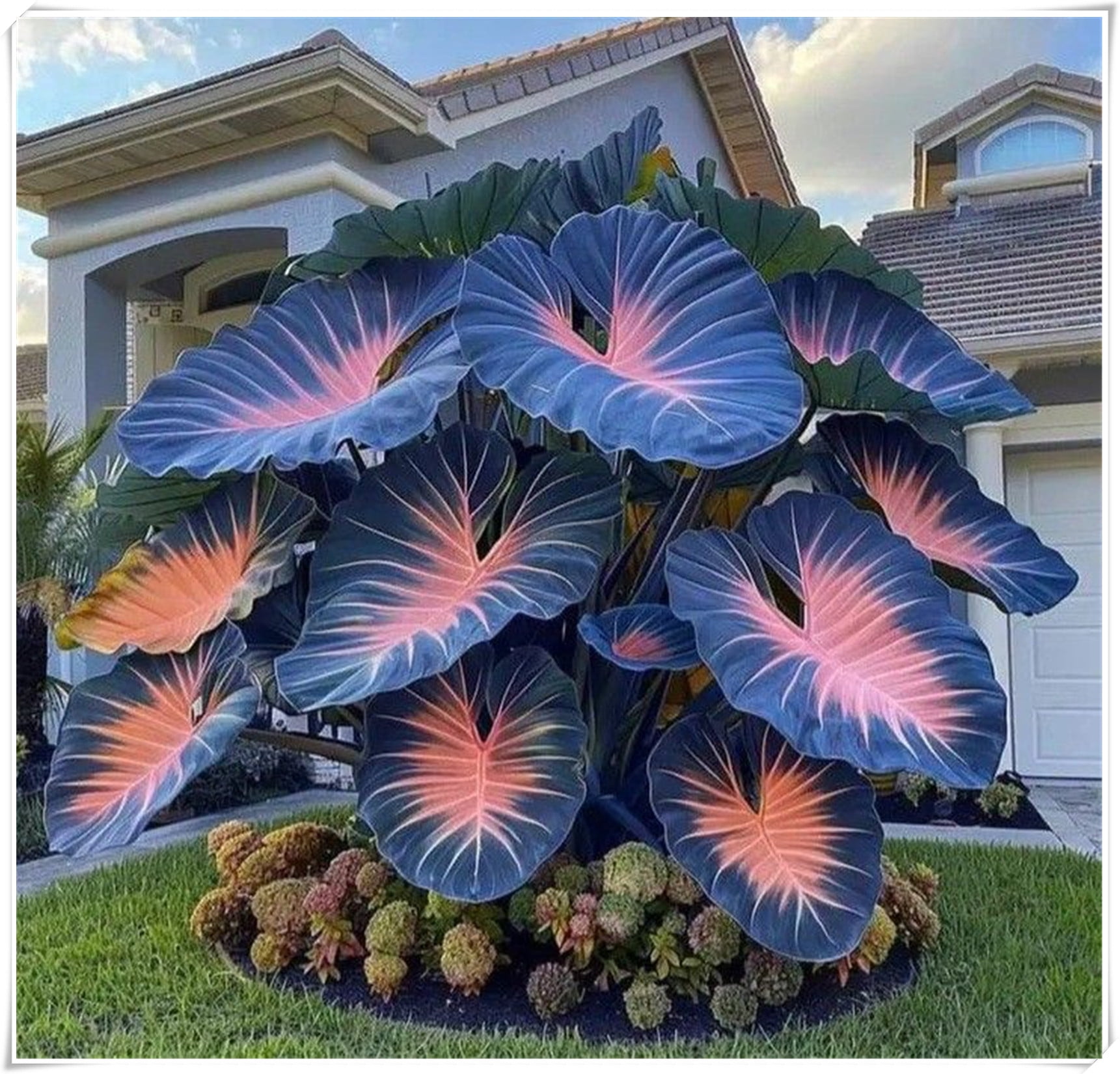 Gardening-Hosta-Bulbs For Planting - Garden-Bulk-Elegance Decoration ...