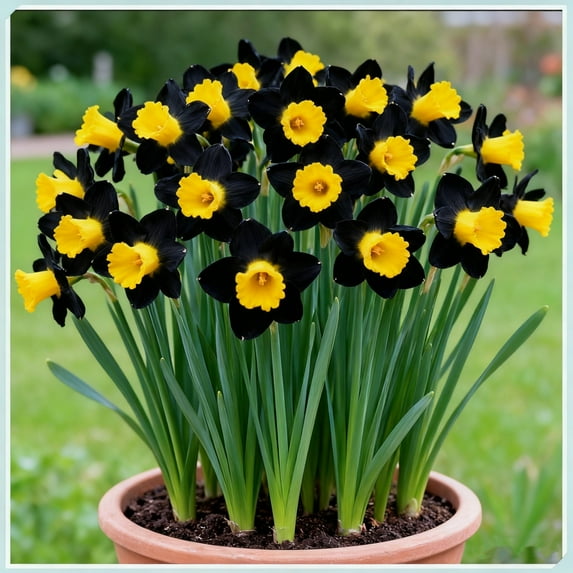 Gardening | Perennial Narcissus【Daffodil】plants-bulbs-for fall planting ...