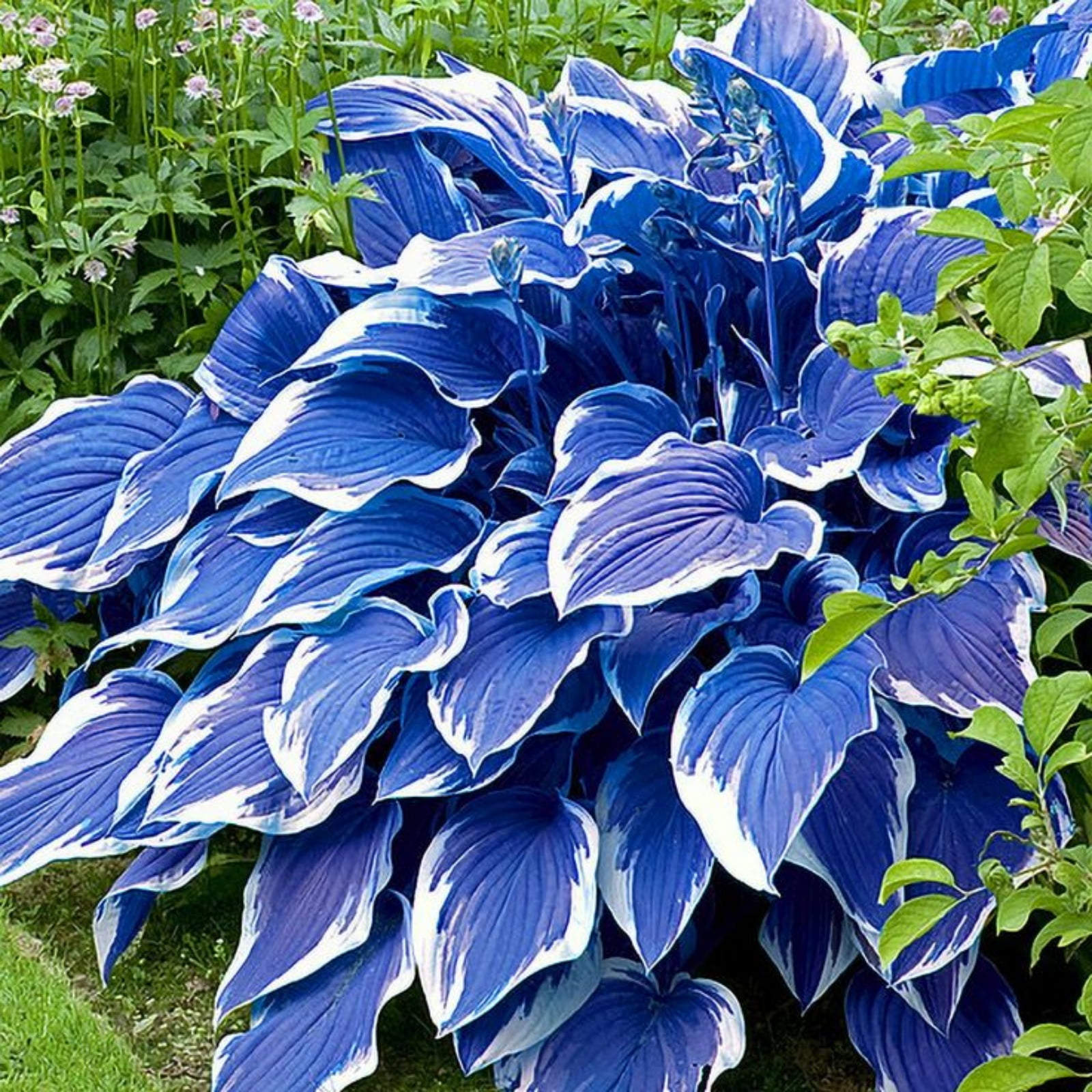 Gardening Plants Hosta Bulbs - Garden Decoration, Perennial Plant ...