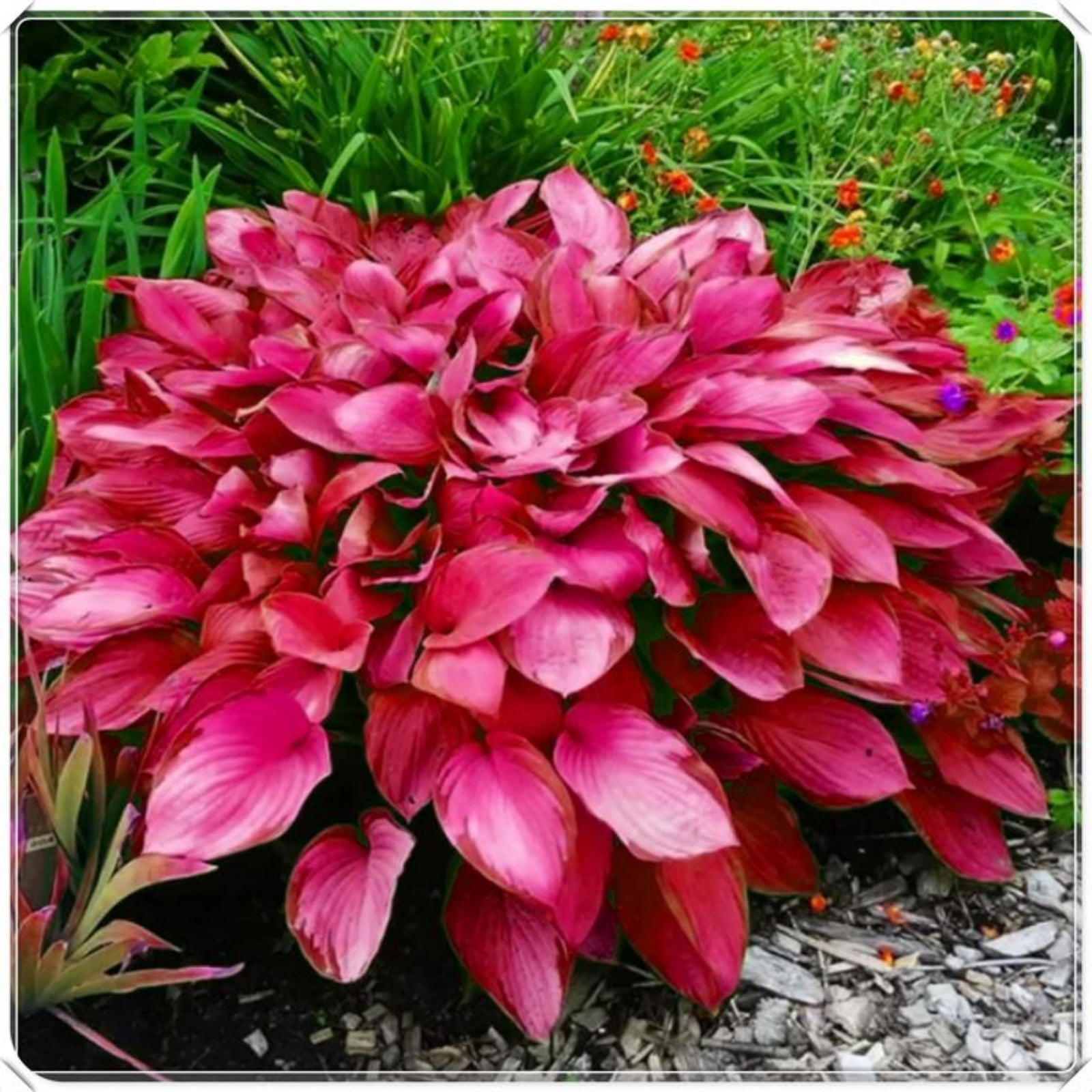 Gardening Plants Hosta Bulbs - Garden Decoration, Perennial Plant, Shade-Tolerant And Easy To ...