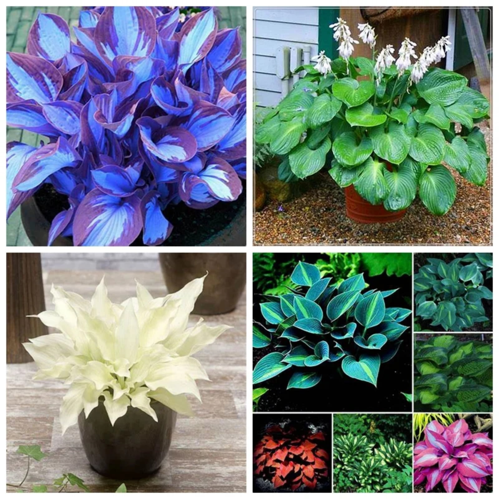 Gardening Plants Hosta - Flower Bed Decoration, Perennial Plant, Shade ...