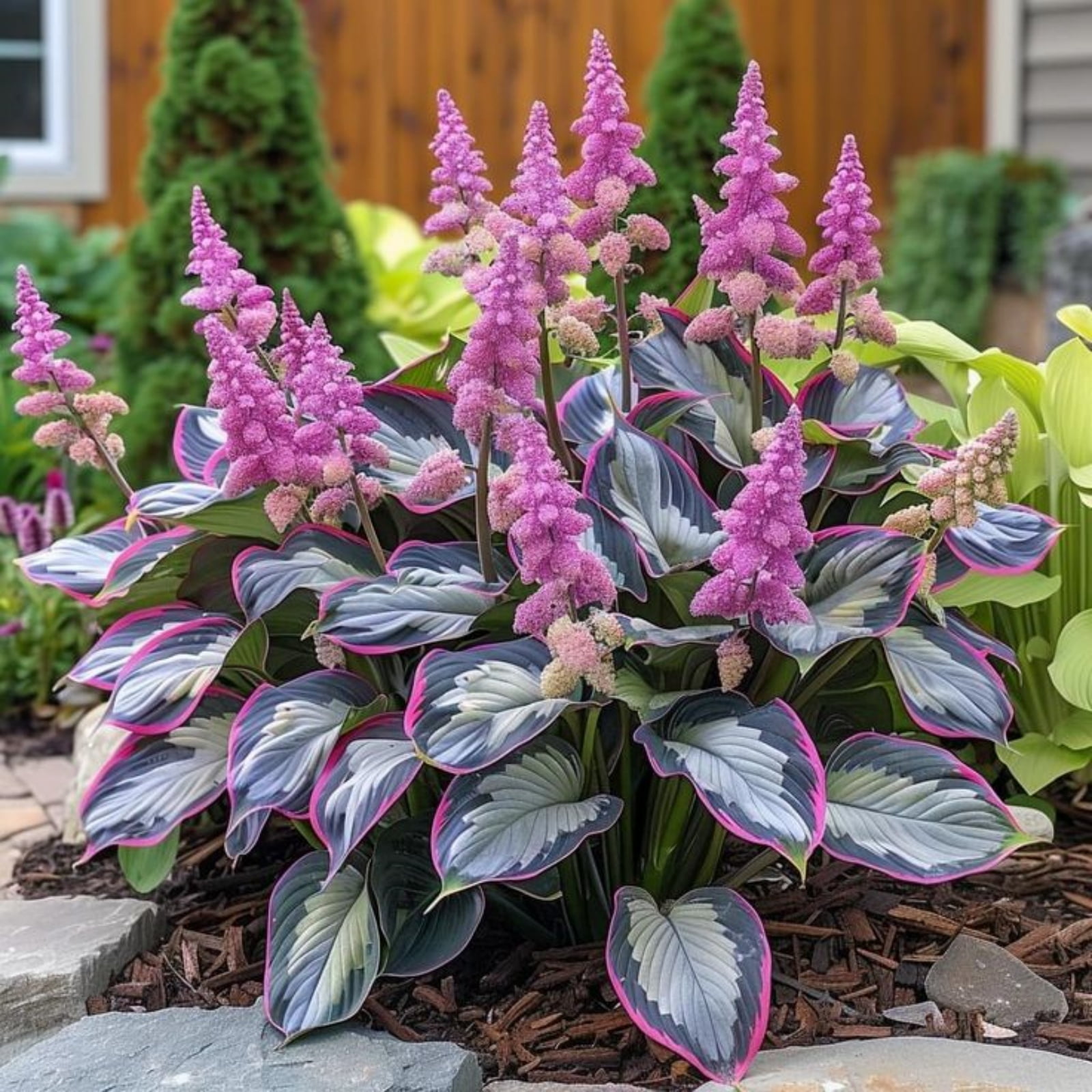 Gardening Plants Hosta - Flower Bed Decoration, Perennial Plant, (Shade-Tolerant And Easy To ...