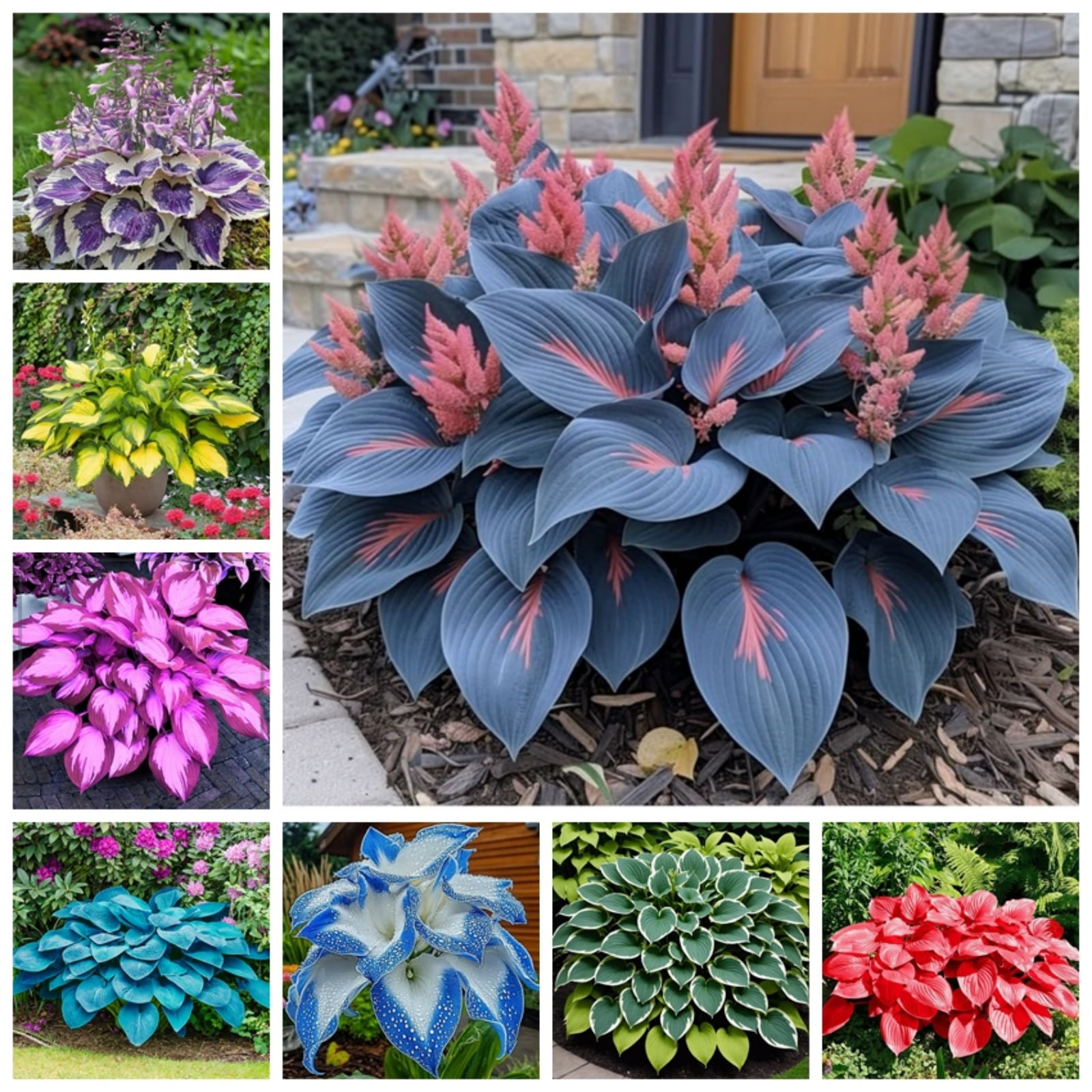 Gardening Plants Hosta - (Flower Bed Decoration), Perennial Plant, Shade-Tolerant And Easy To ...