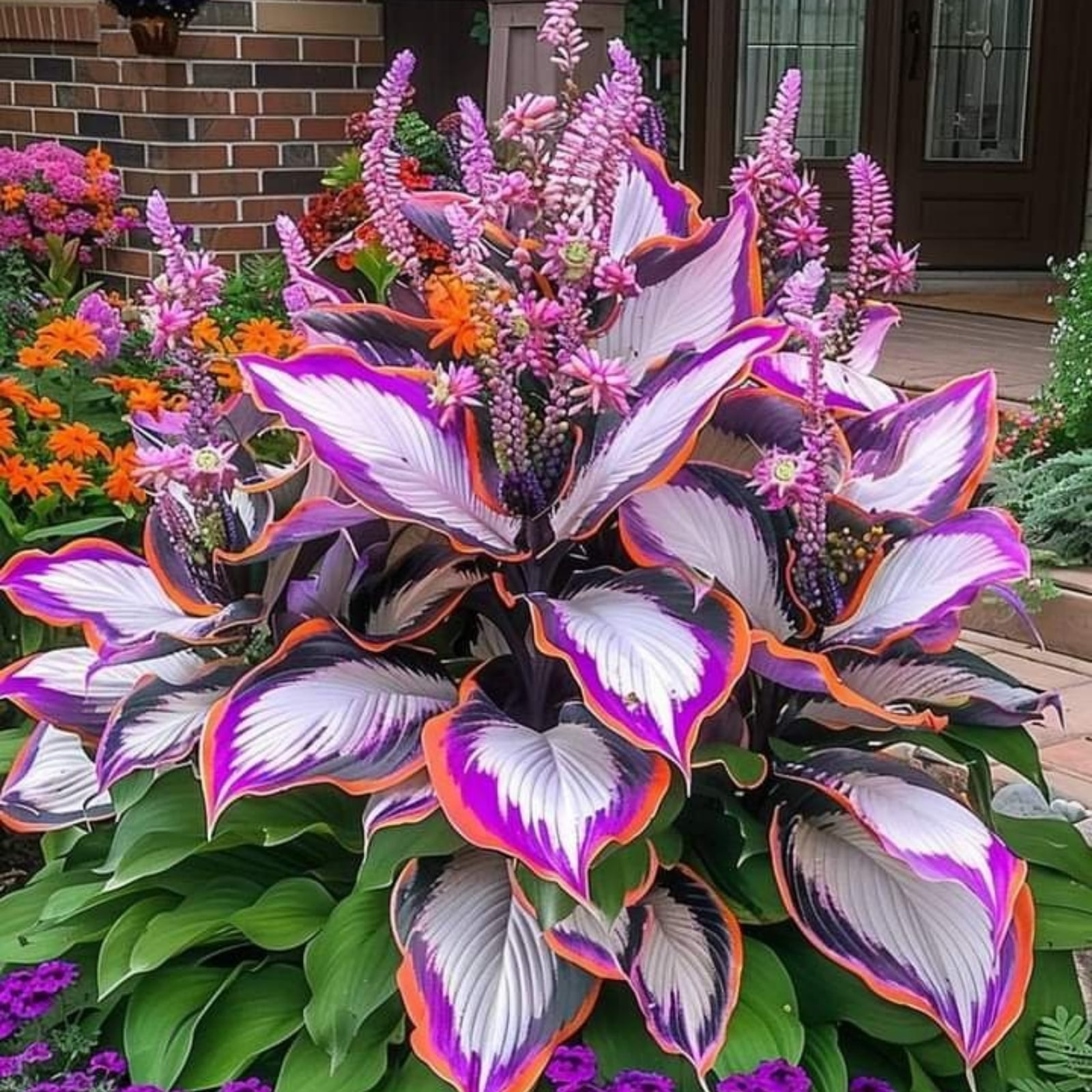 Gardening Plants Hosta - Flower Bed Decoration, Perennial Plant, (Shade ...